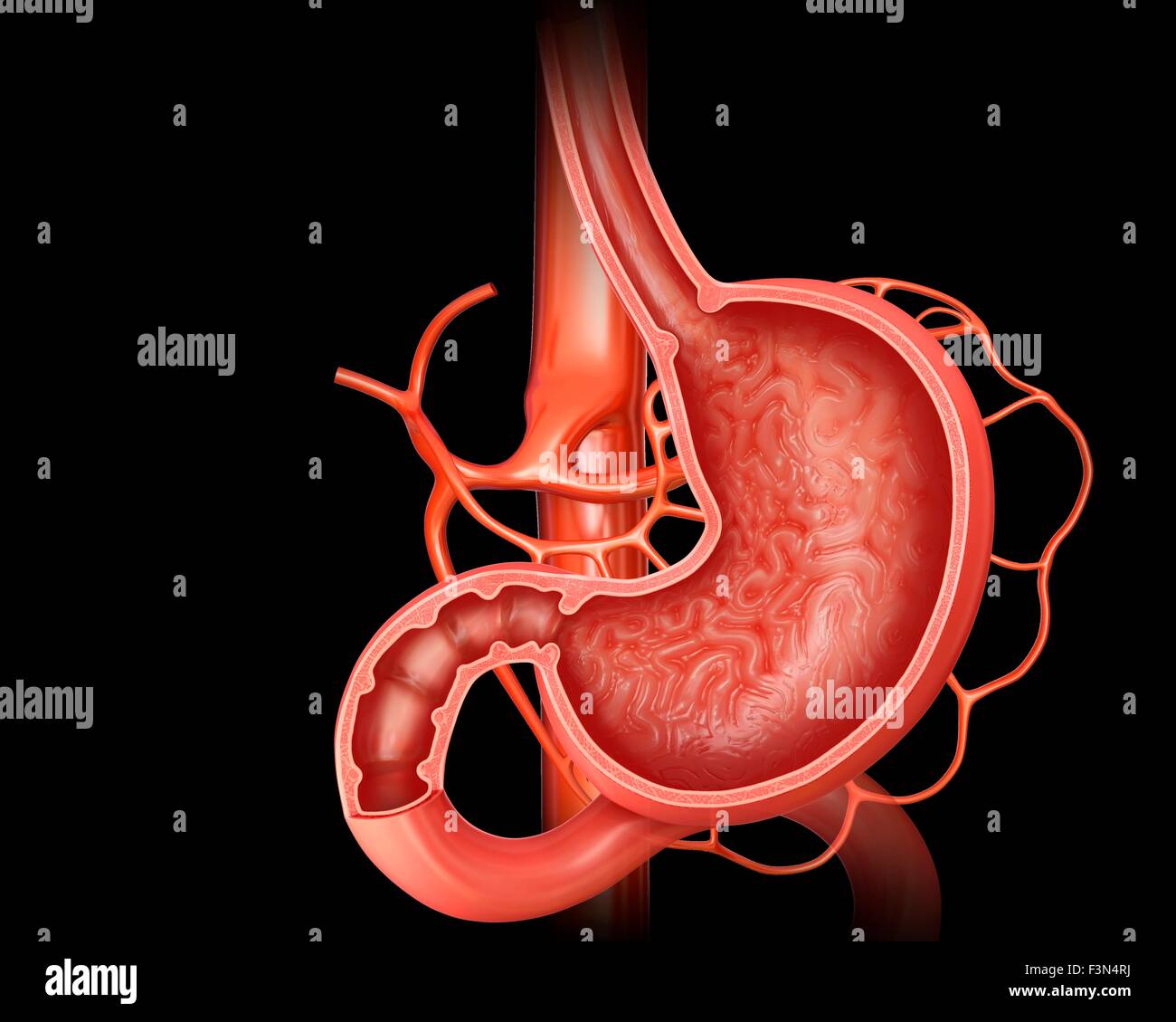Cross section of stomach, illustration Stock Photo - Alamy
