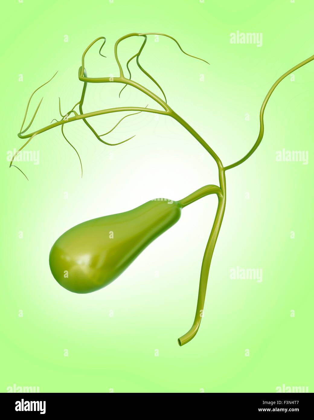 Human gall bladder, illustration Stock Photo - Alamy