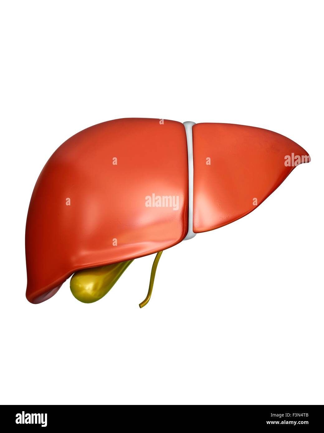 Human liver and gall bladder hi-res stock photography and images - Alamy