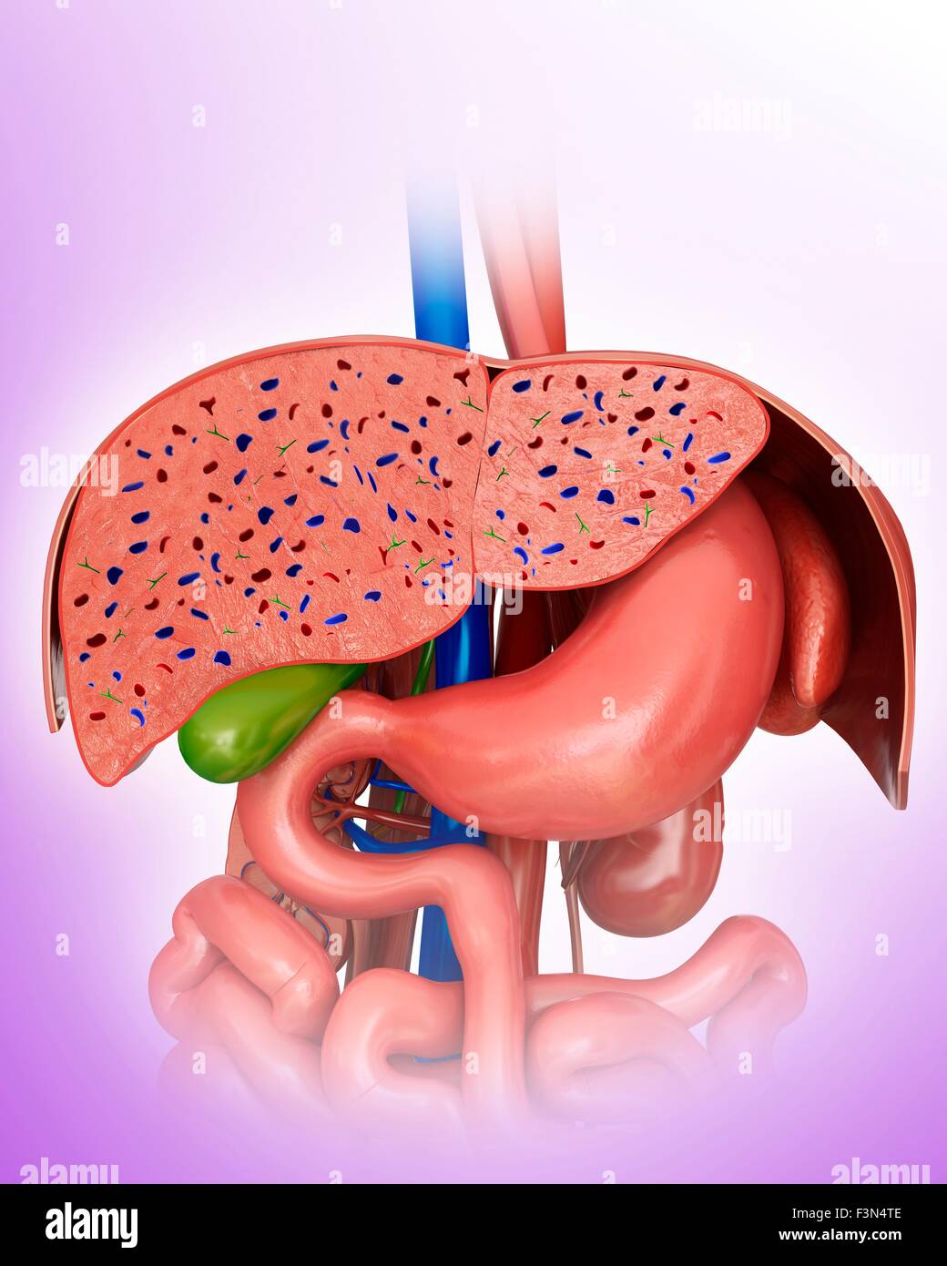 Cross section of liver, illustration Stock Photo - Alamy