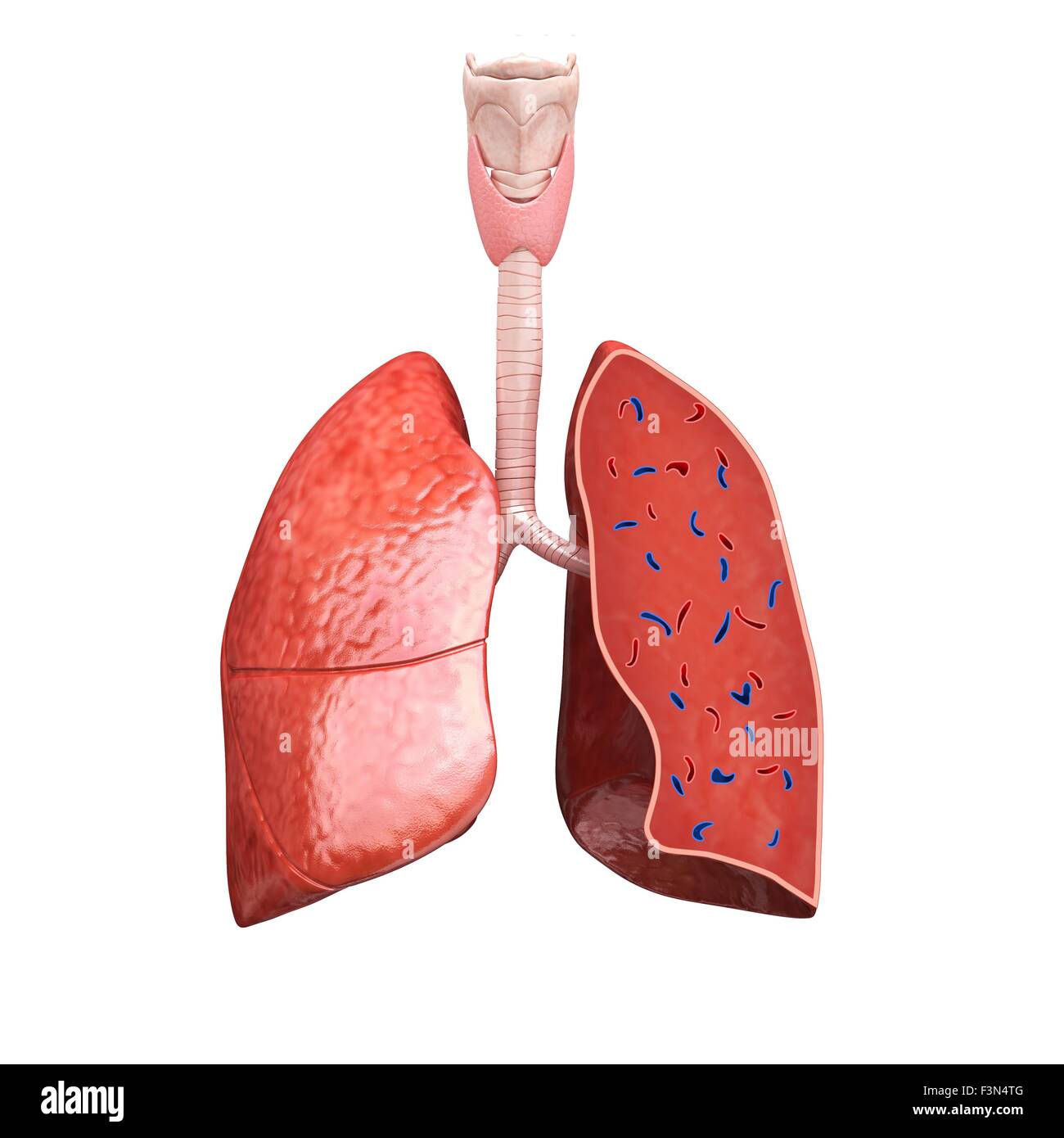 Cross section of the lungs hi-res stock photography and images - Alamy