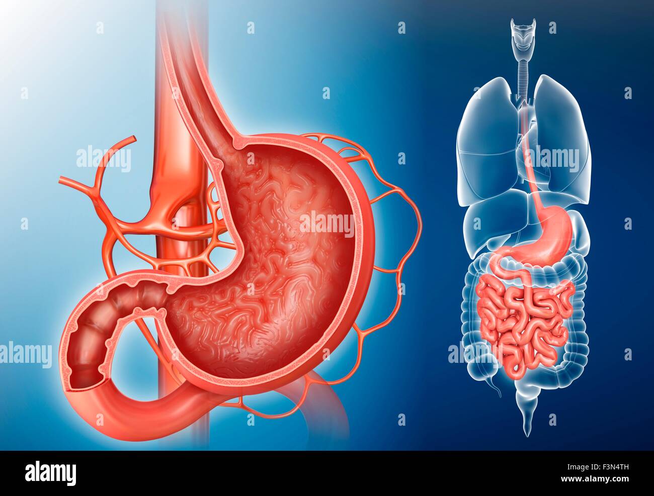 Stomach and small intestine, illustration Stock Photo - Alamy
