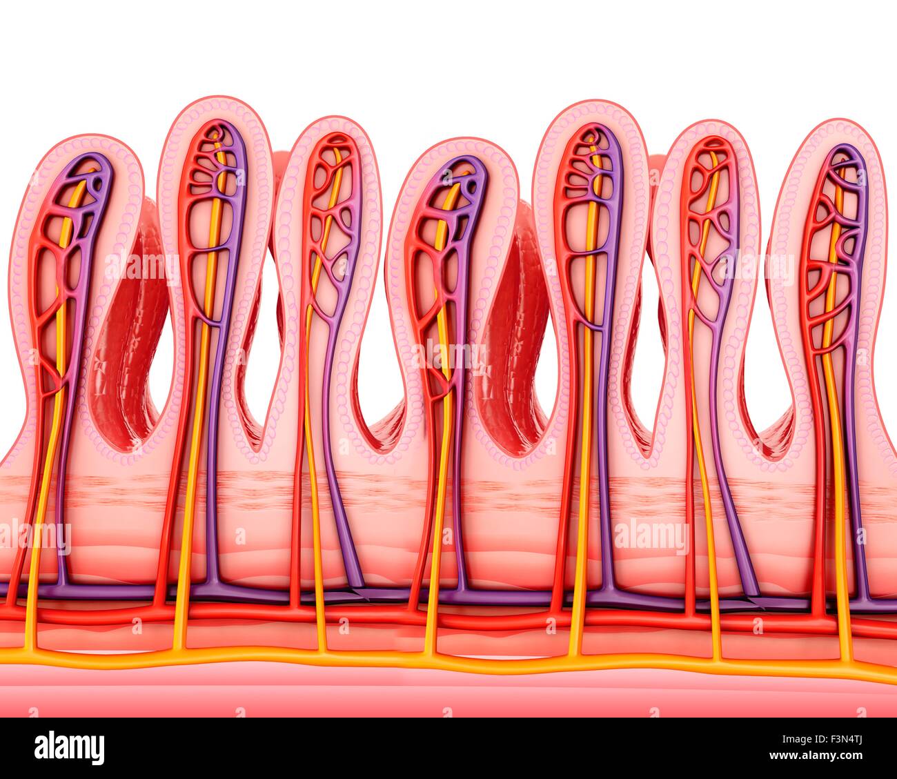 Small intestine wall, illustration Stock Photo - Alamy