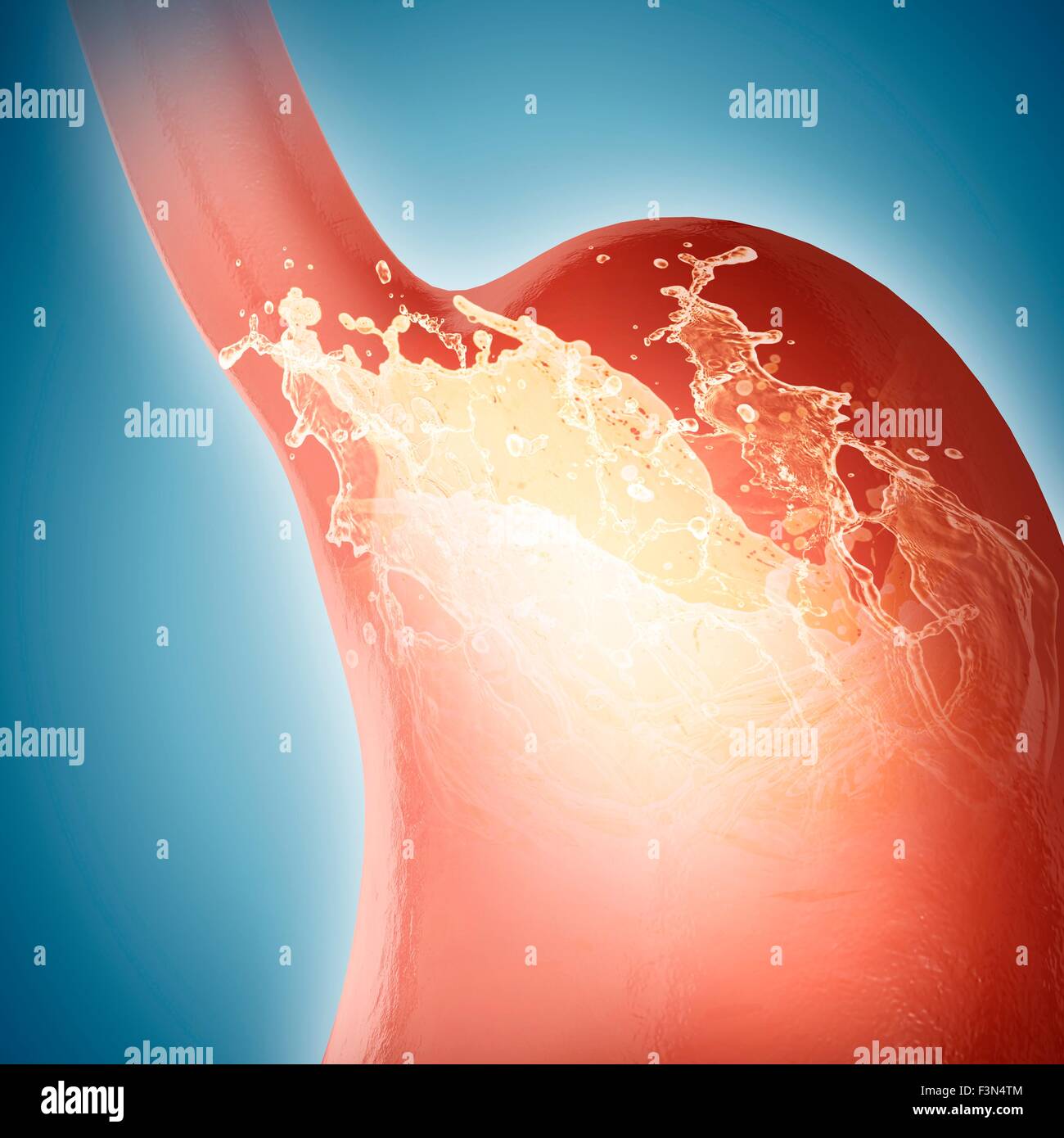 Human stomach acid hi-res stock photography and images - Alamy
