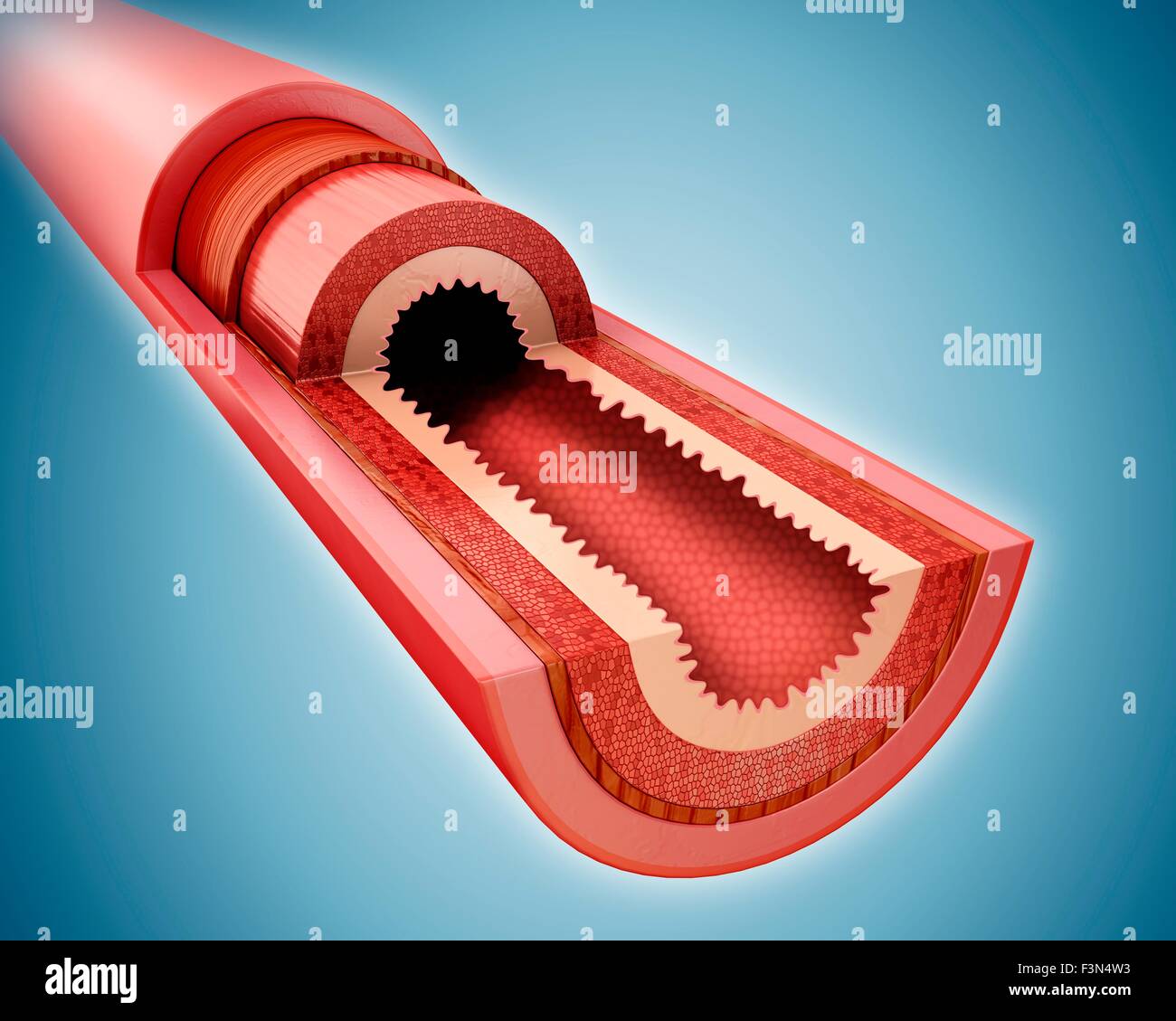Cross section of small intestine hi-res stock photography and images ...