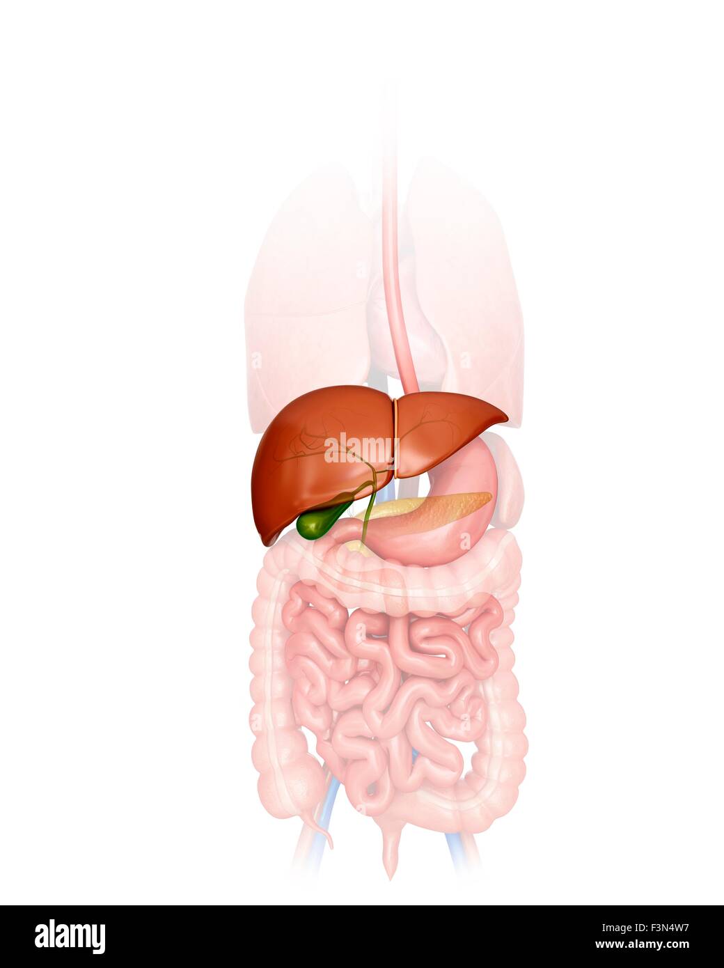 Human liver plain background Cut Out Stock Images & Pictures - Alamy