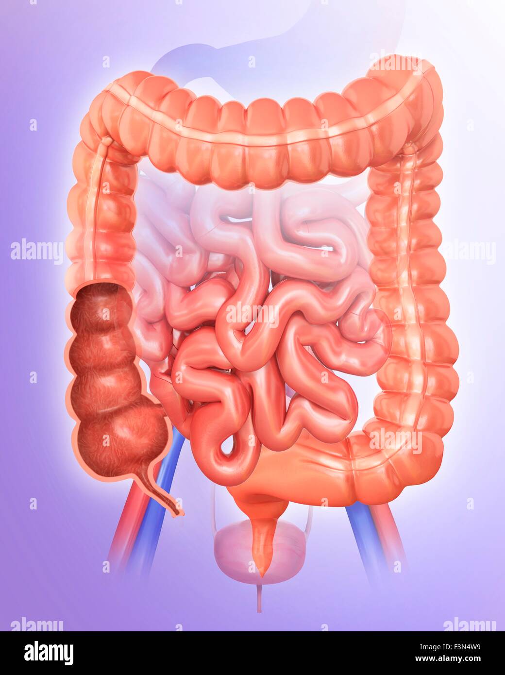 Large intestine, illustration Stock Photo - Alamy