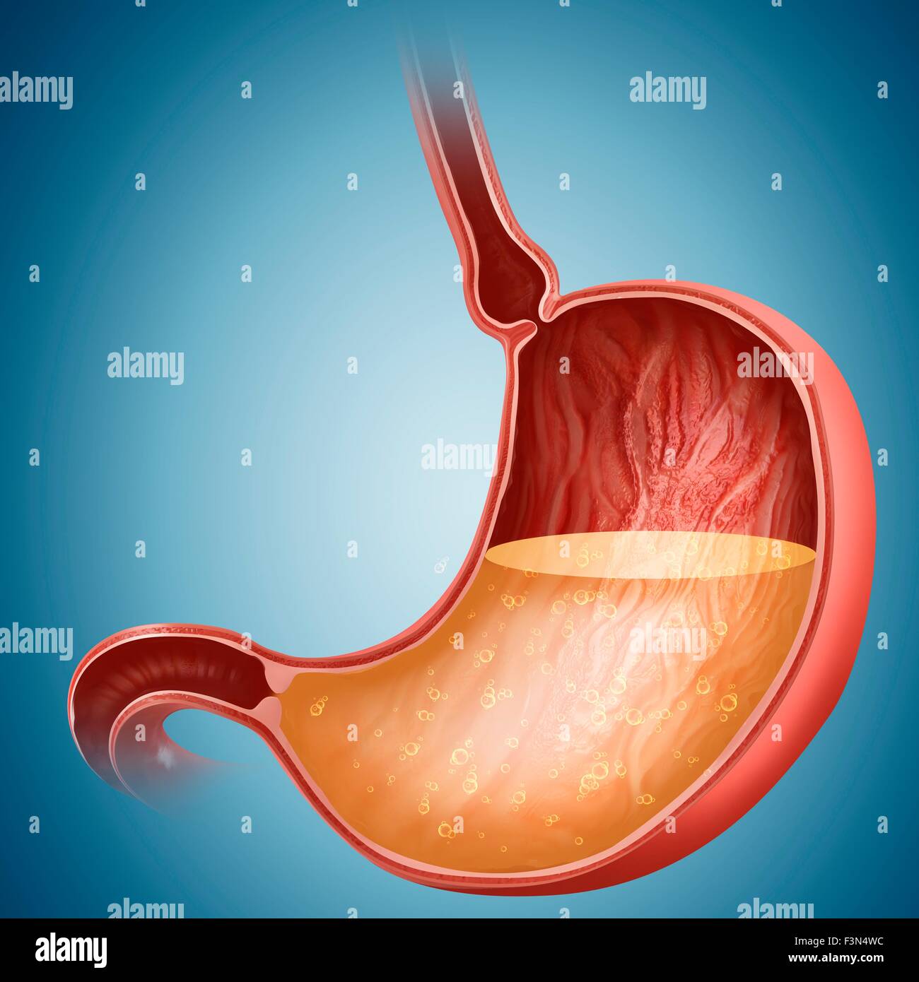 Cross section of stomach, illustration Stock Photo - Alamy
