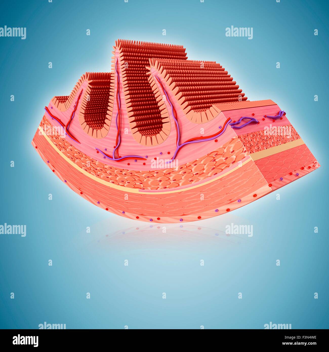 Small intestine, illustration Stock Photo - Alamy