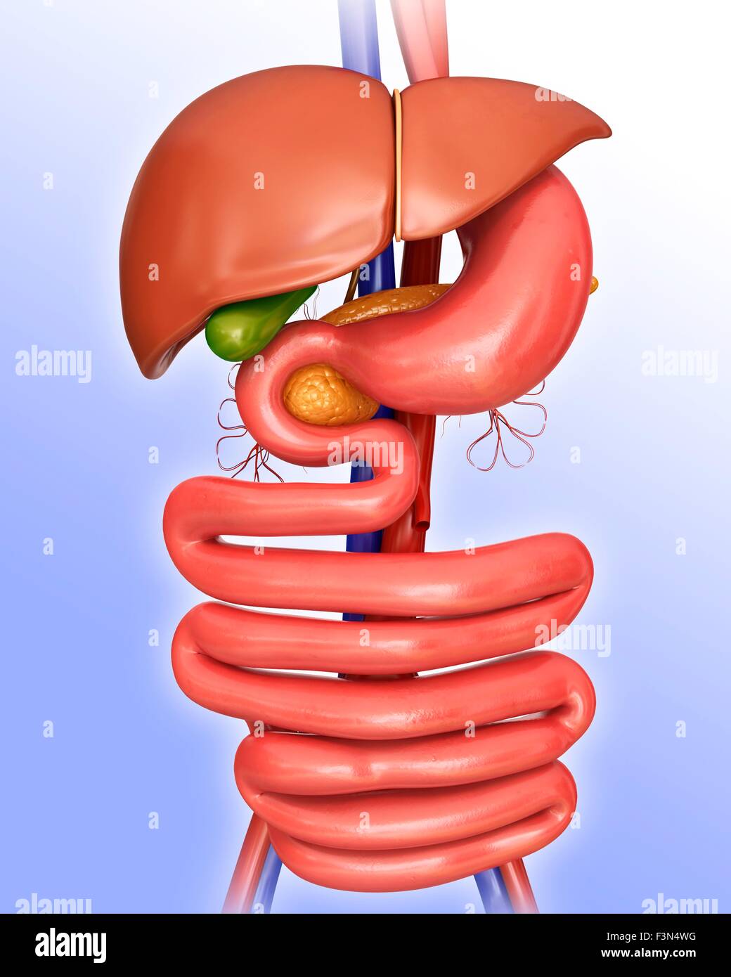 Stomach and liver, illustration Stock Photo - Alamy