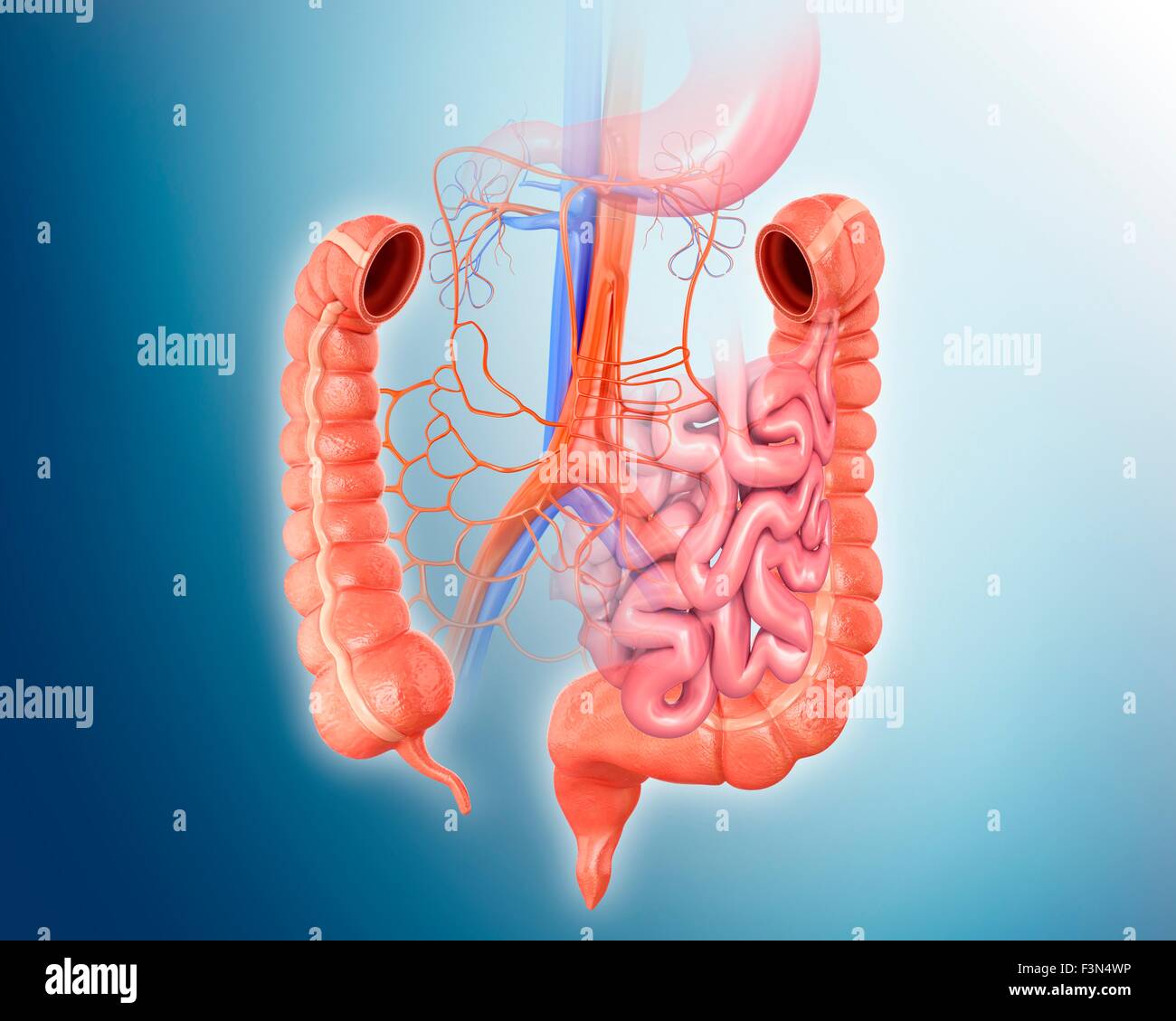 Small and large intestine hi-res stock photography and images - Alamy