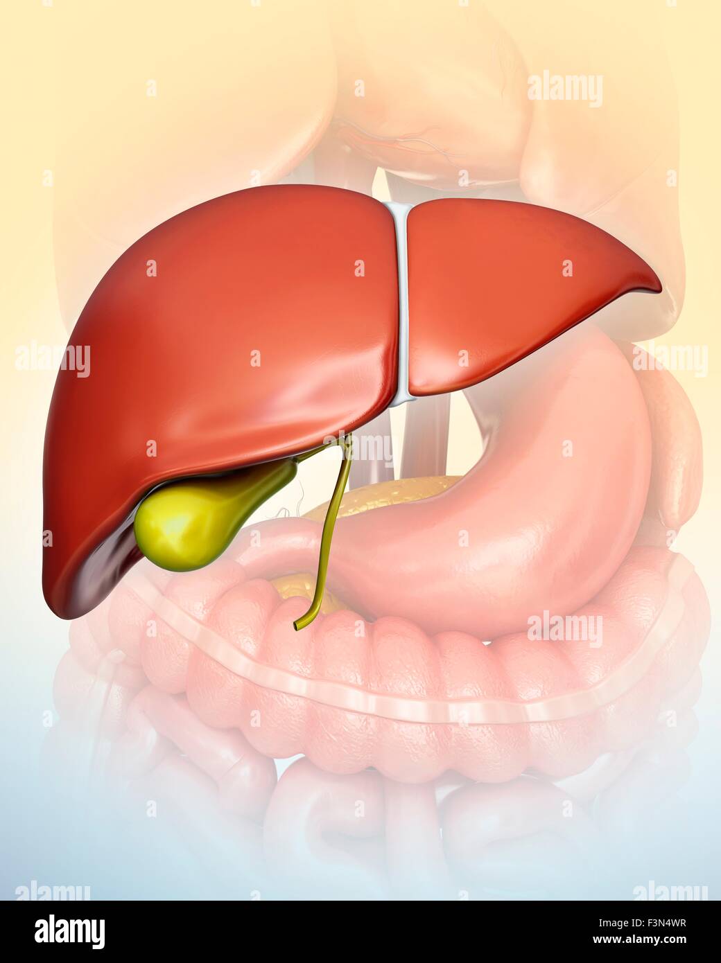 Liver and gall bladder, illustration Stock Photo - Alamy