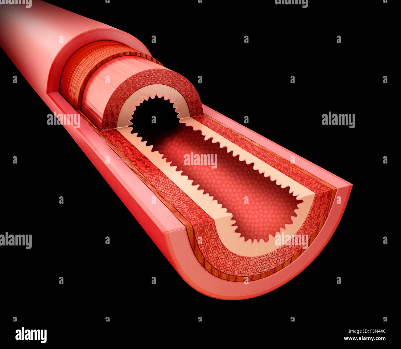 Cross Section Of Small Intestine High Resolution Stock Photography and ...