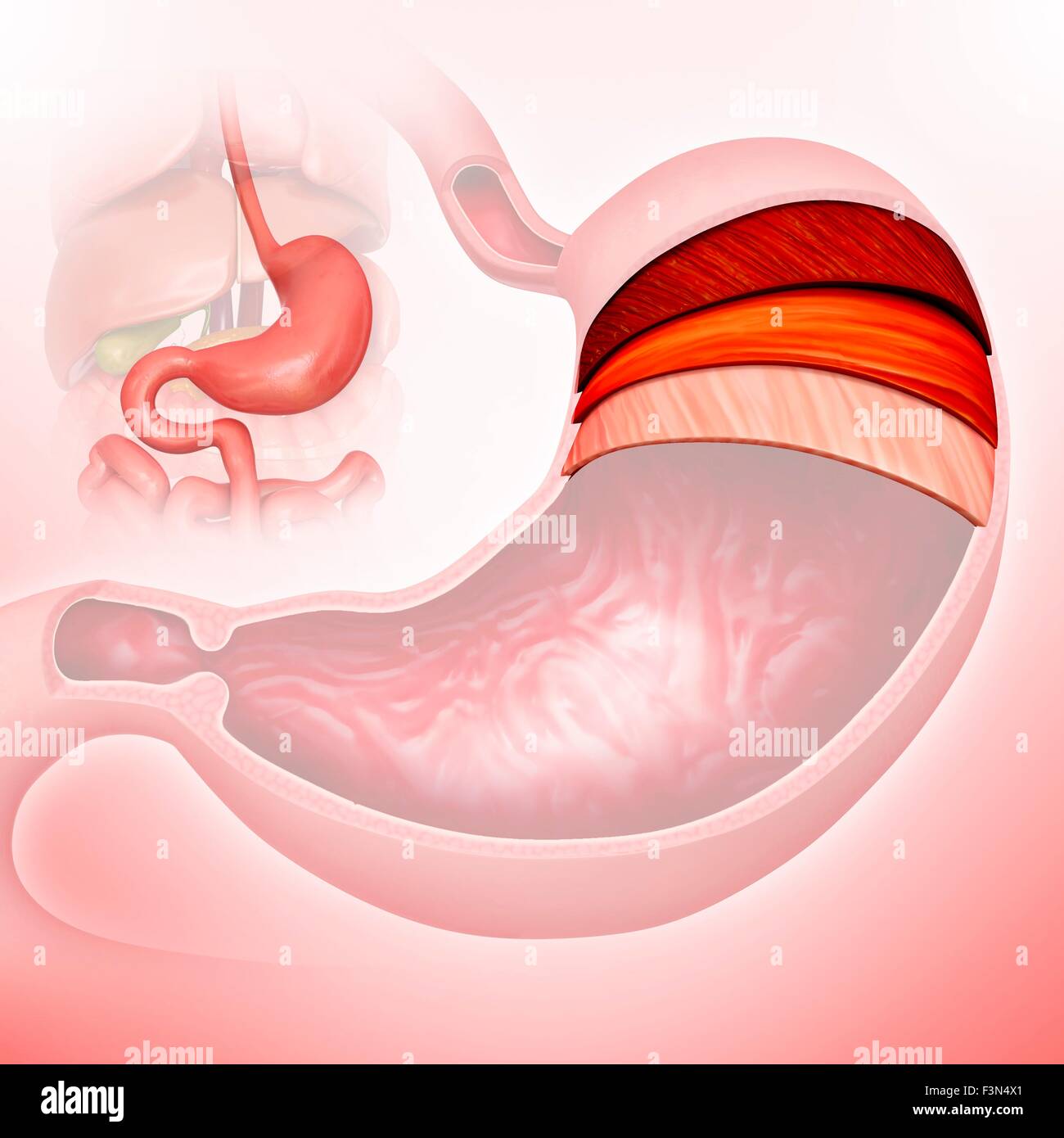 Stomach layers, illustration Stock Photo - Alamy