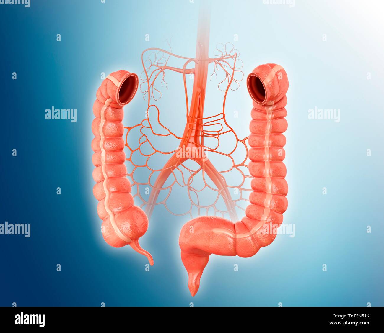 Large intestine and arteries Stock Photo - Alamy
