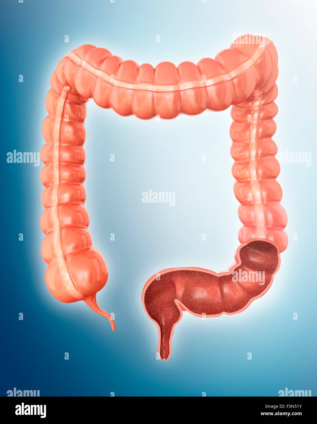 Large intestine, illustration Stock Photo - Alamy
