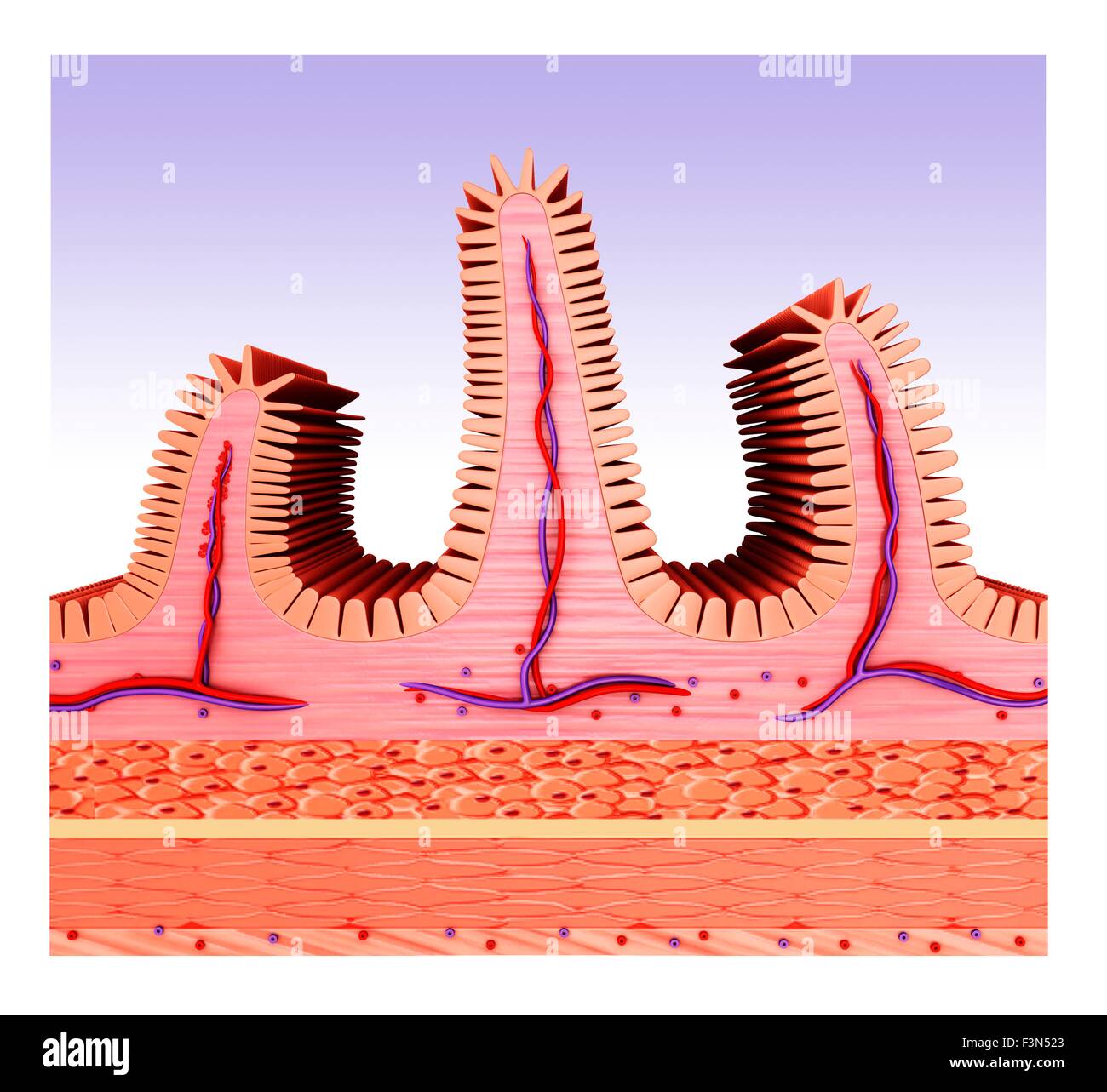 Cross section of small intestine hi-res stock photography and images ...