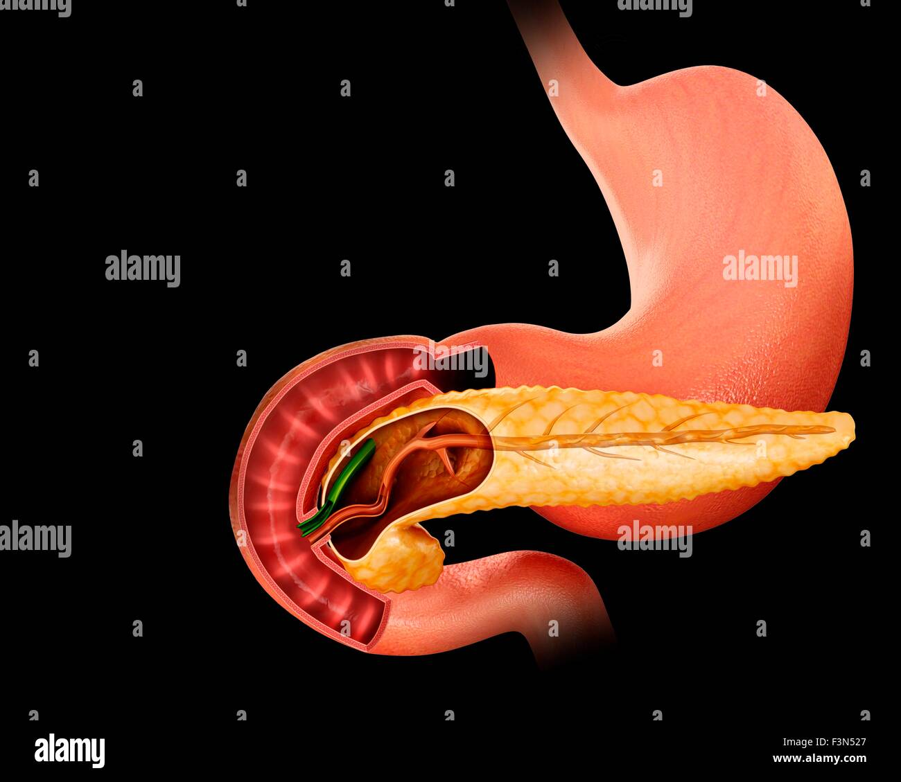 Cross section of pancreas, illustration Stock Photo - Alamy