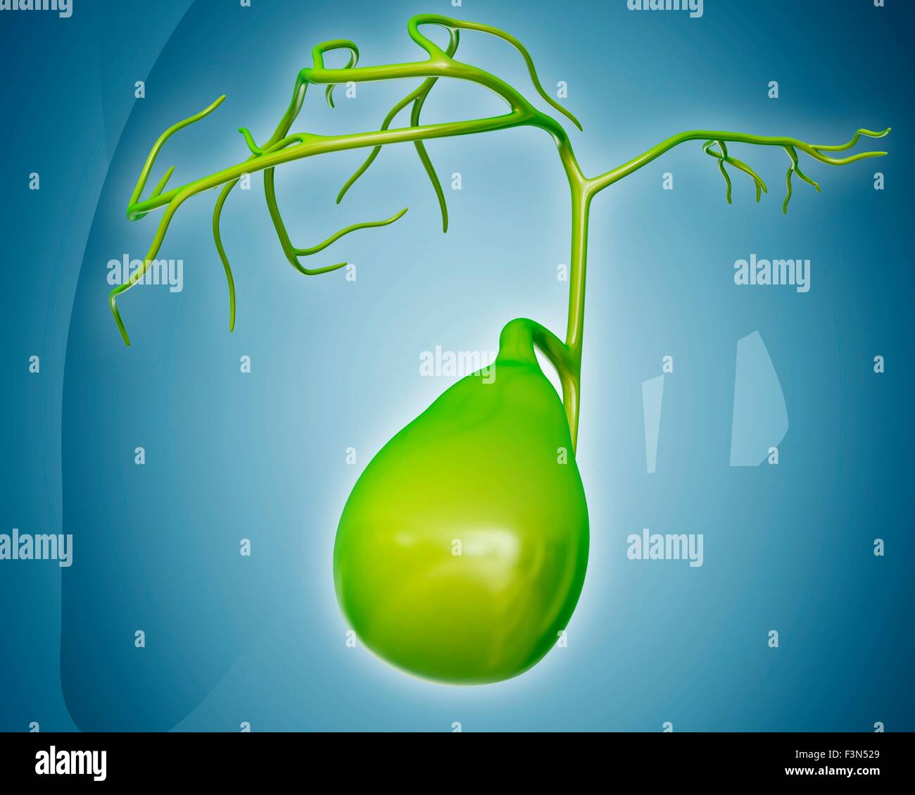 Human gall bladder, illustration Stock Photo - Alamy