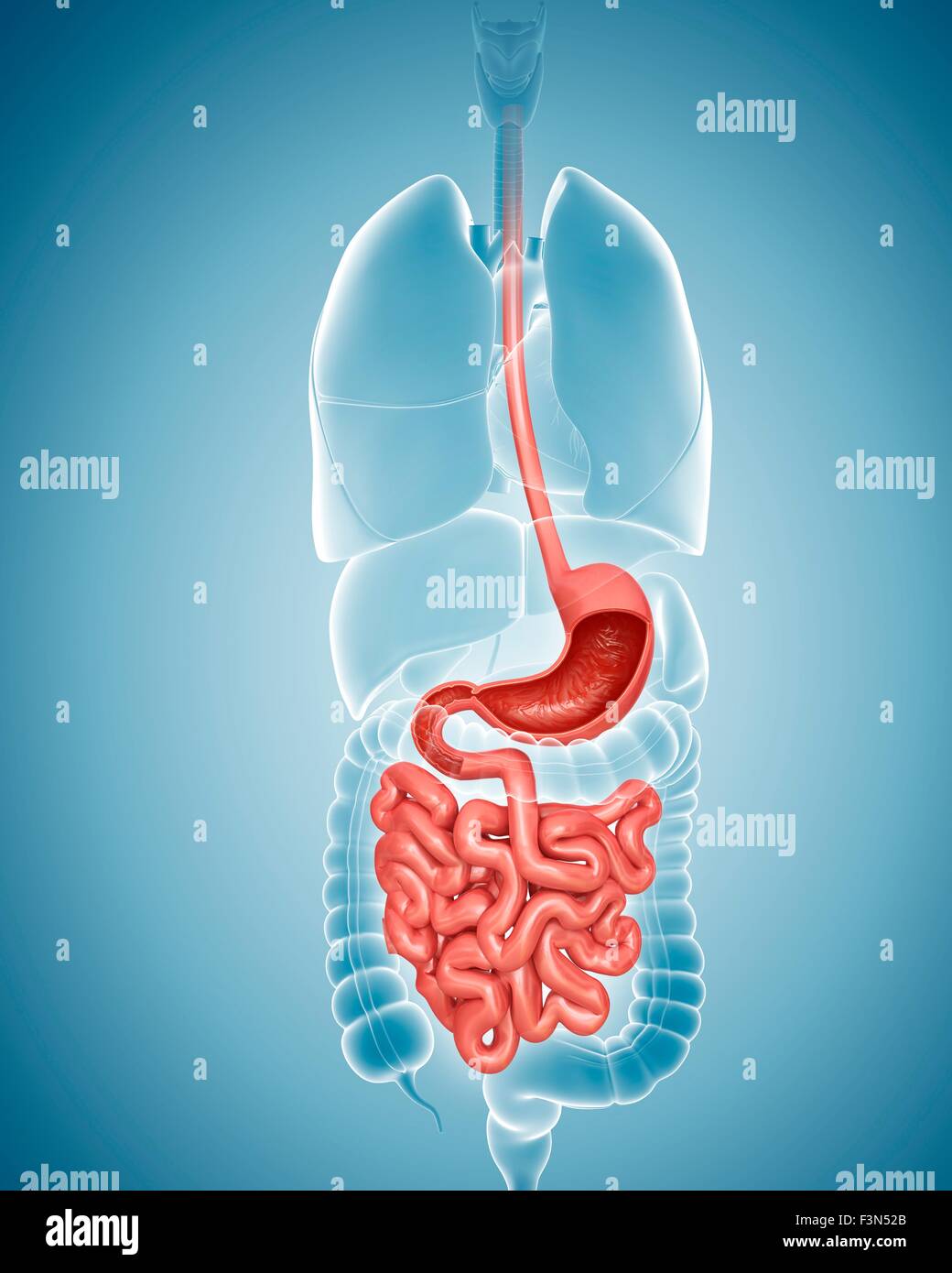 Small intestine and stomach, illustration Stock Photo - Alamy