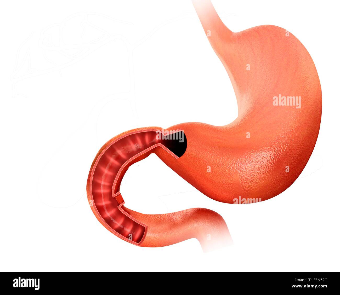 Human small intestine stomach Cut Out Stock Images & Pictures - Alamy