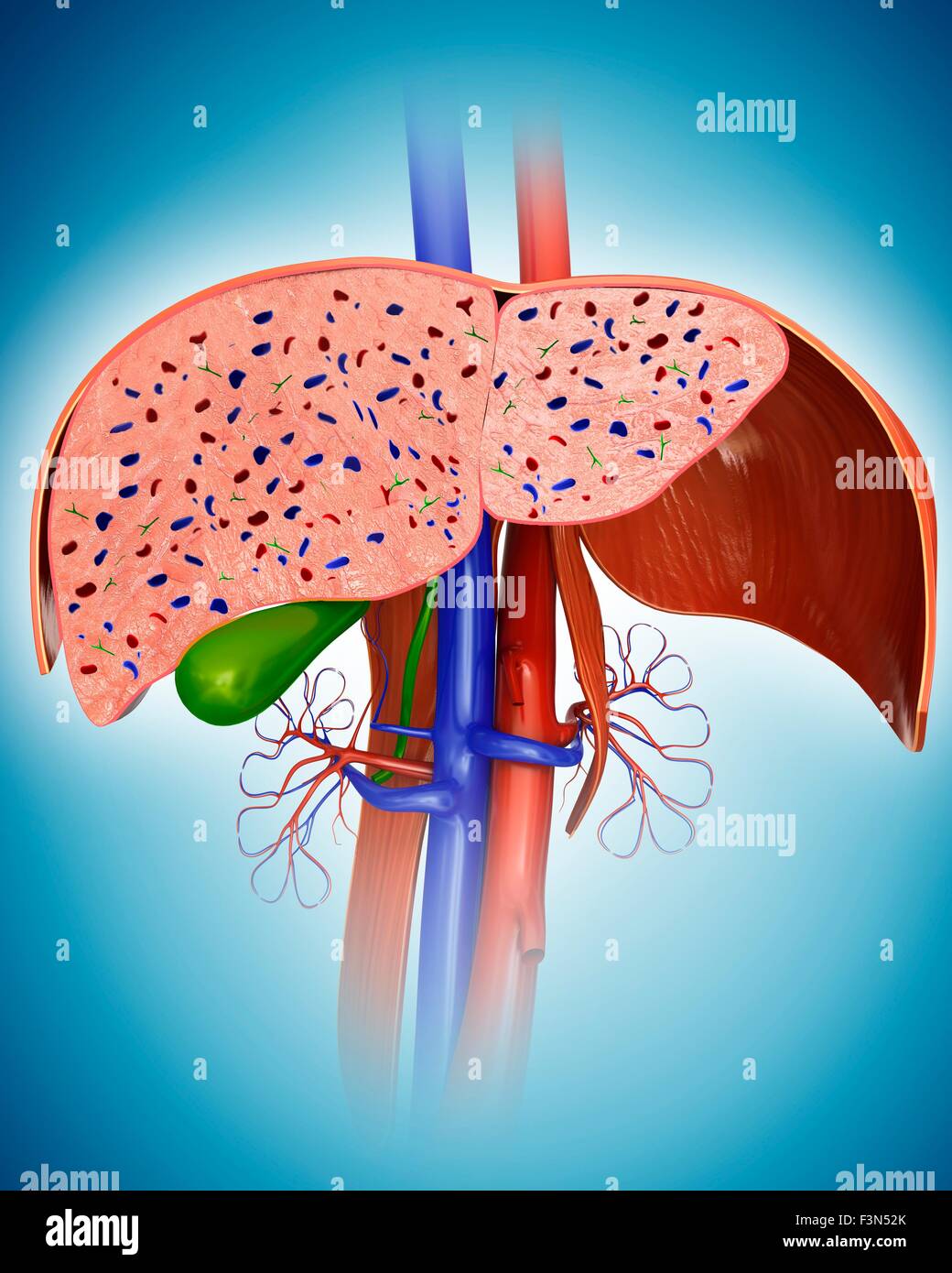 Human liver cross section hi-res stock photography and images - Alamy