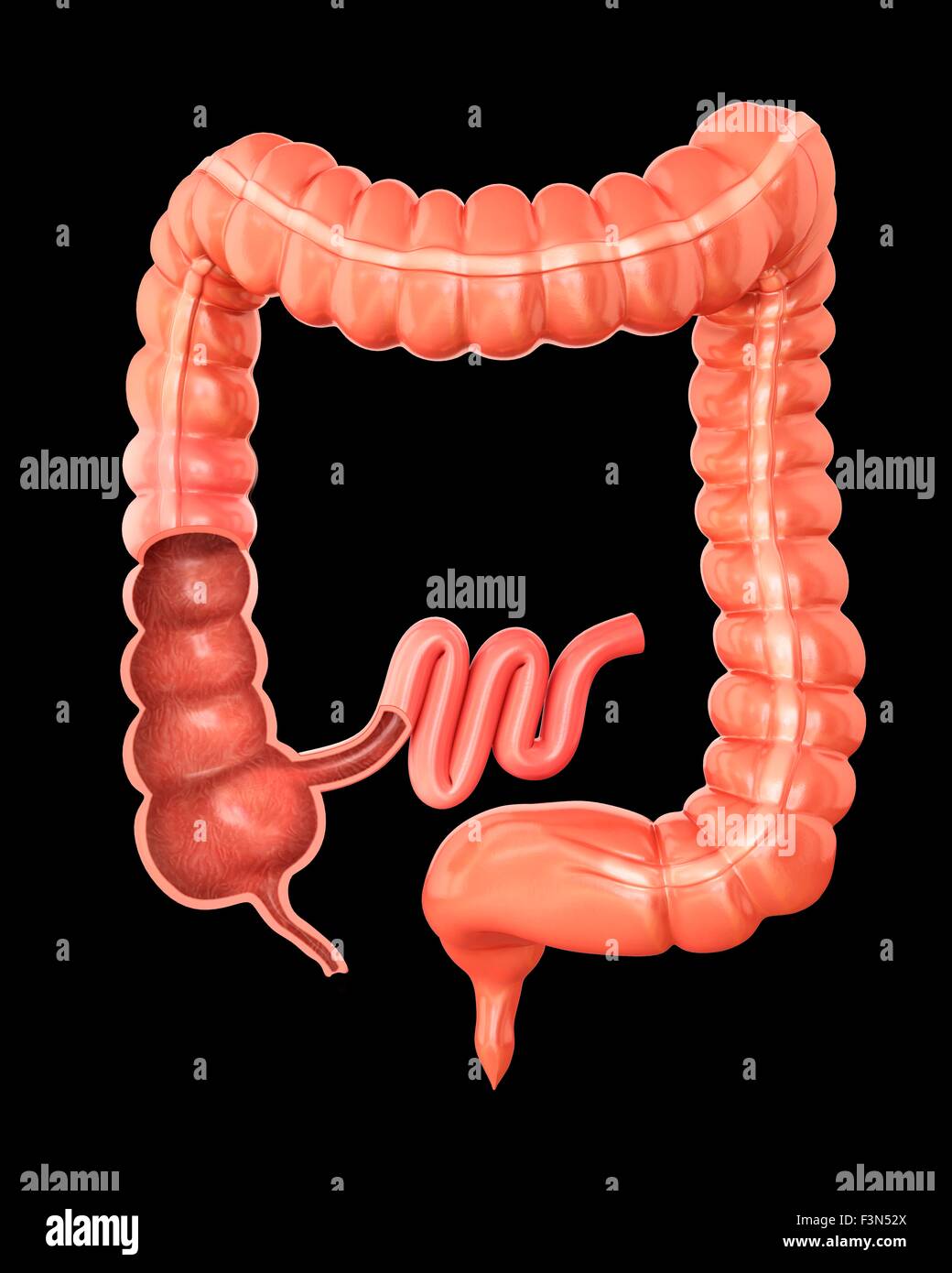Large intestine, illustration Stock Photo - Alamy
