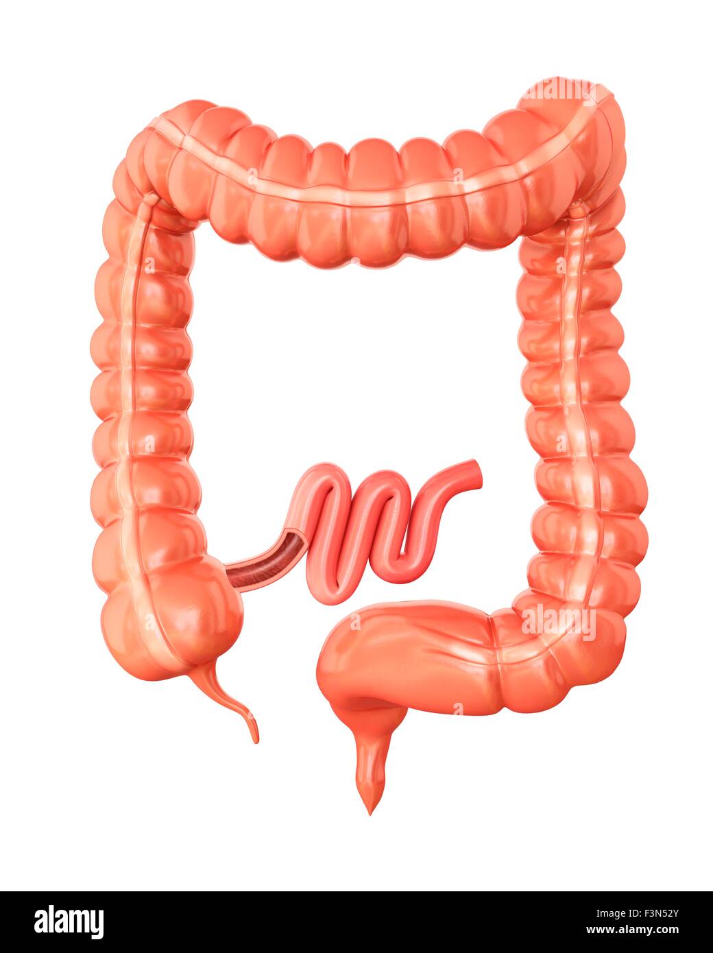 Large intestine anatomical illustration Cut Out Stock Images & Pictures ...