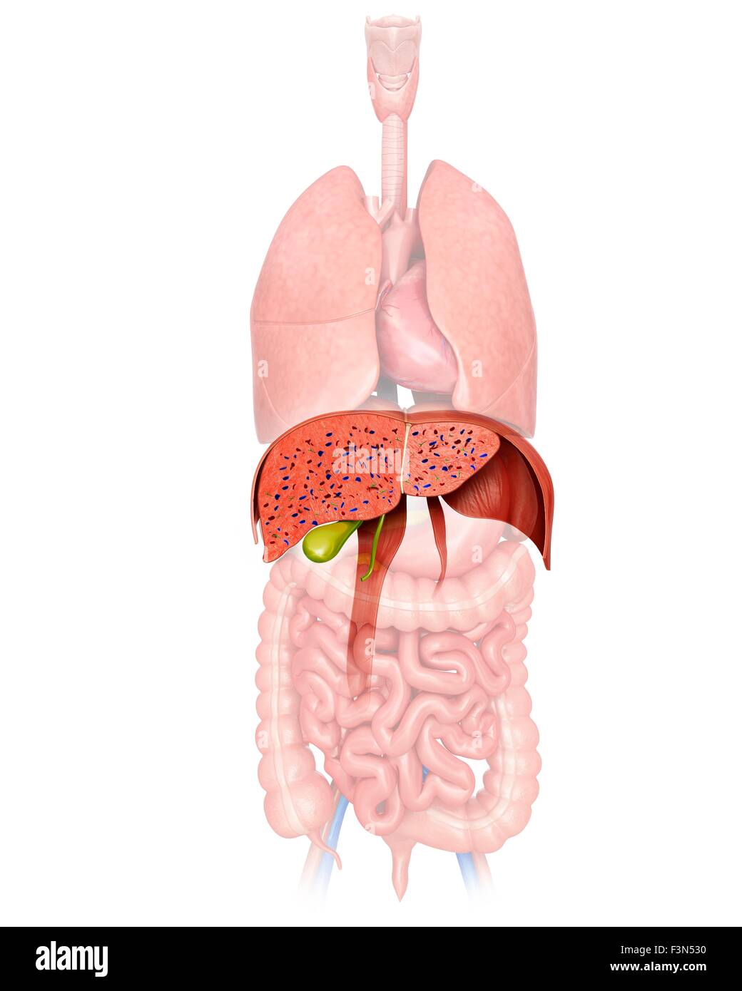 Human liver cross section hi-res stock photography and images - Alamy
