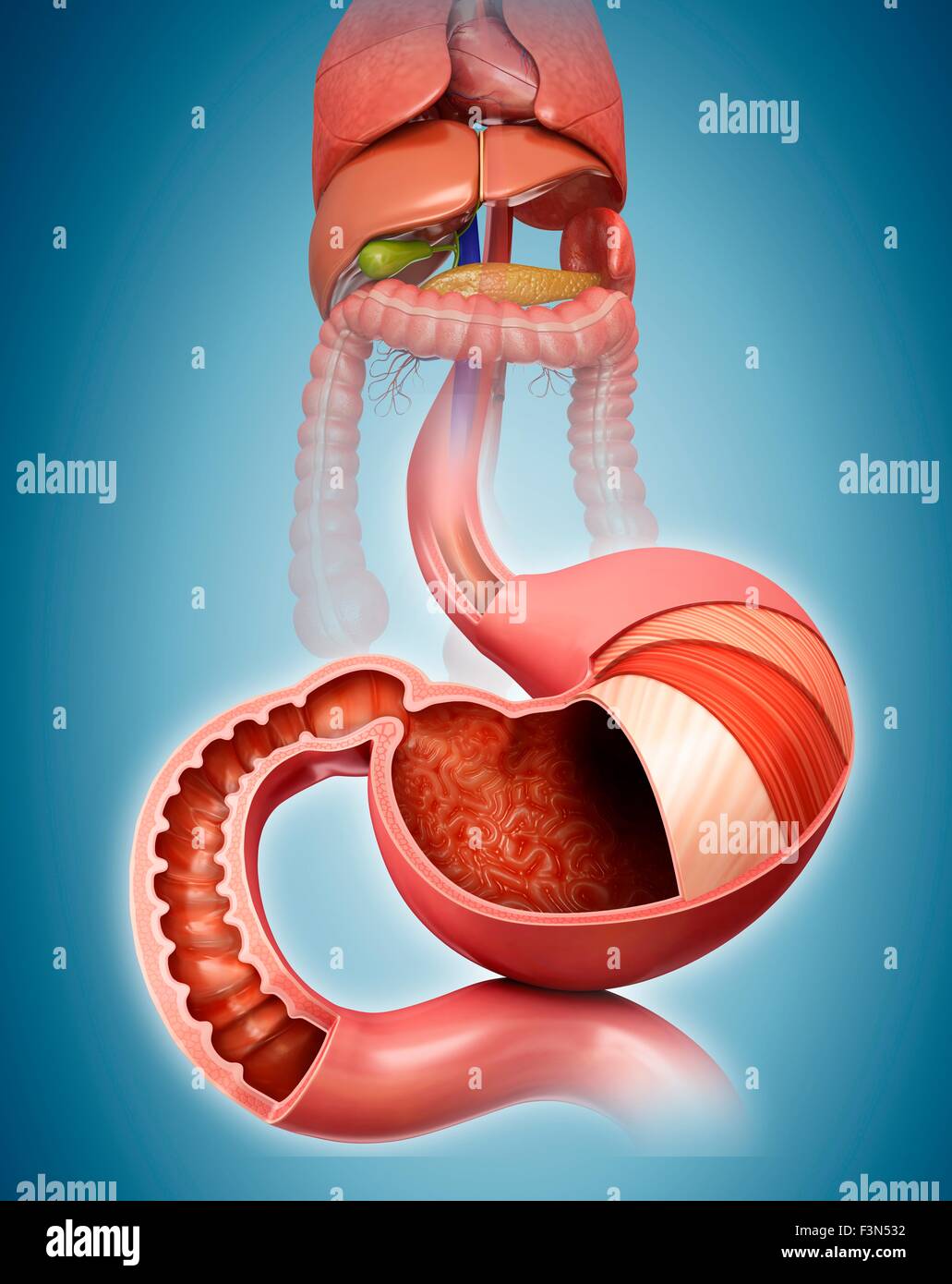 Cross section human digestive hi-res stock photography and images - Alamy