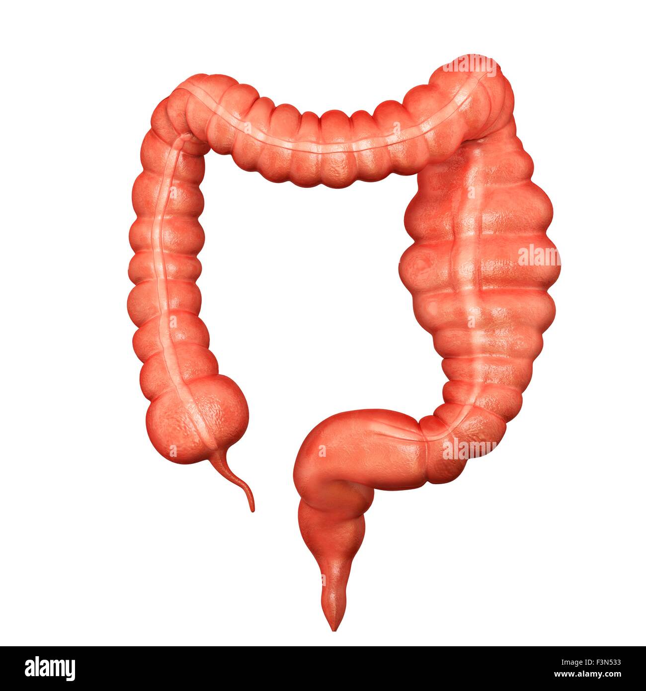 Megacolon hi-res stock photography and images - Alamy