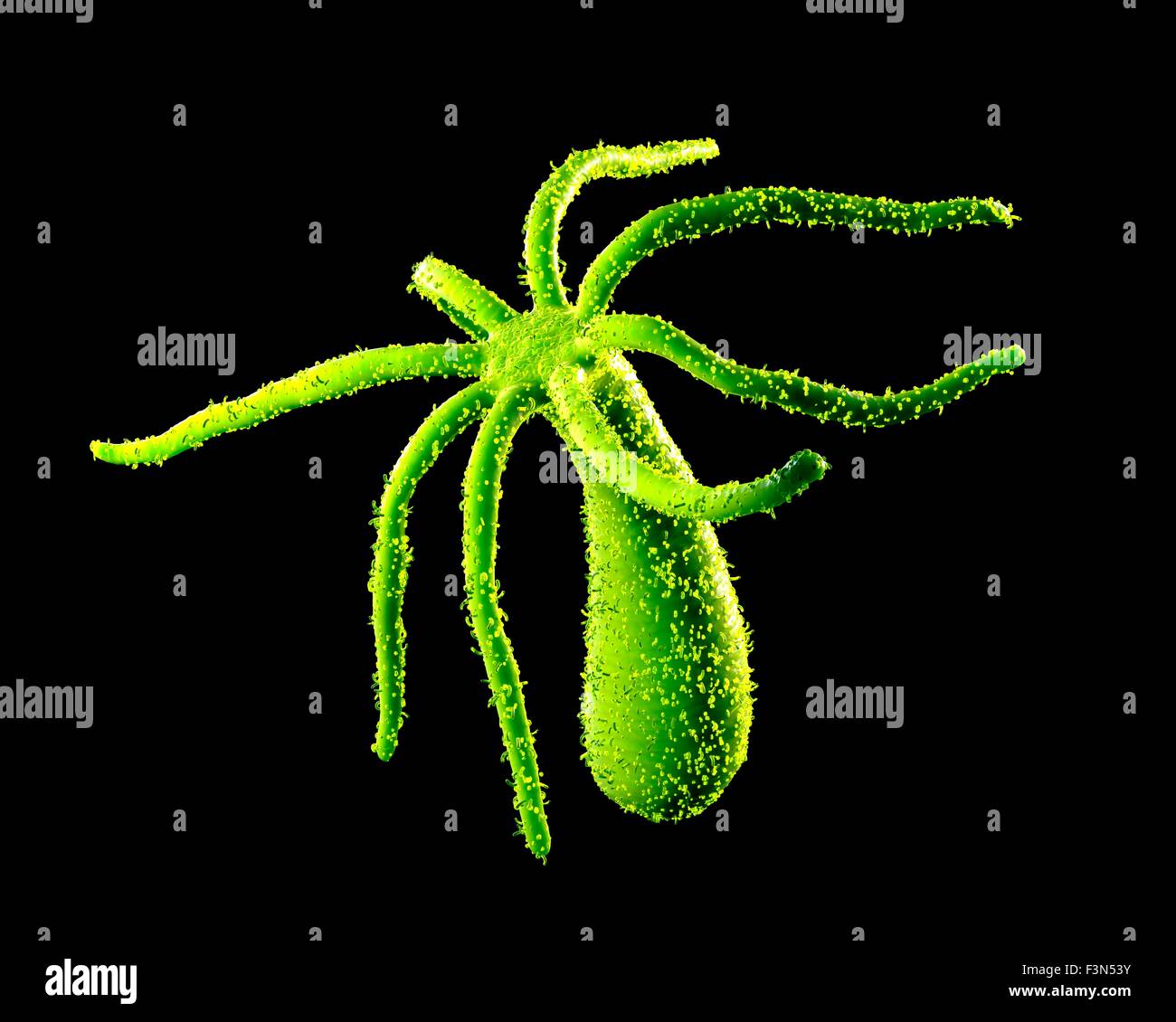 Green hydra hi-res stock photography and images - Alamy
