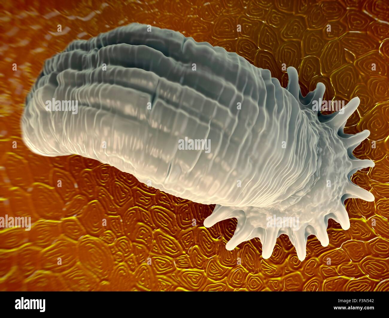Platyhelminthes Monogenea