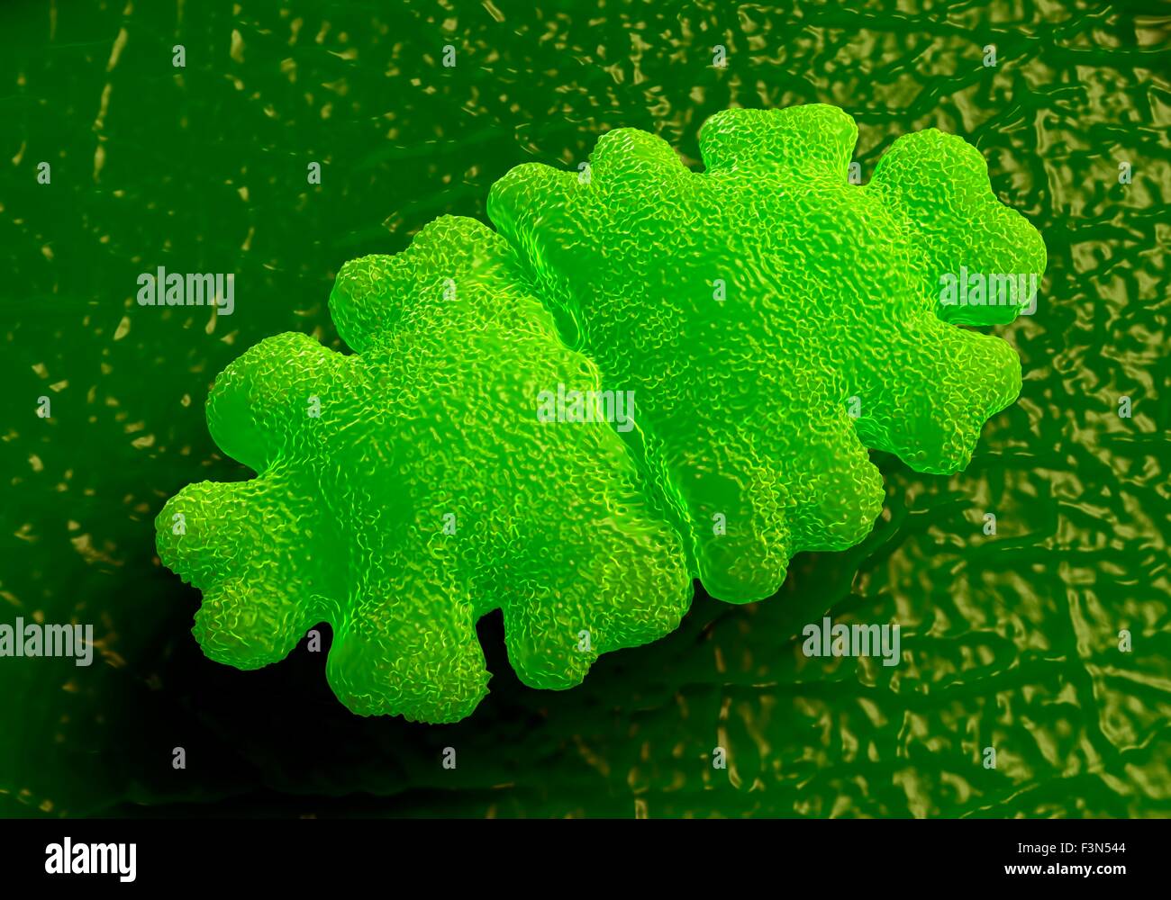 Euastrum oblongum desmid hi-res stock photography and images - Alamy