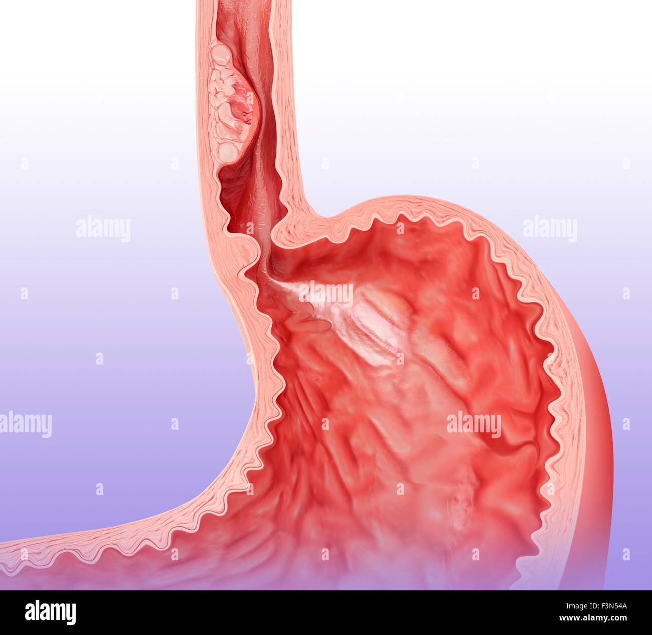 Cross section of stomach, illustration Stock Photo - Alamy