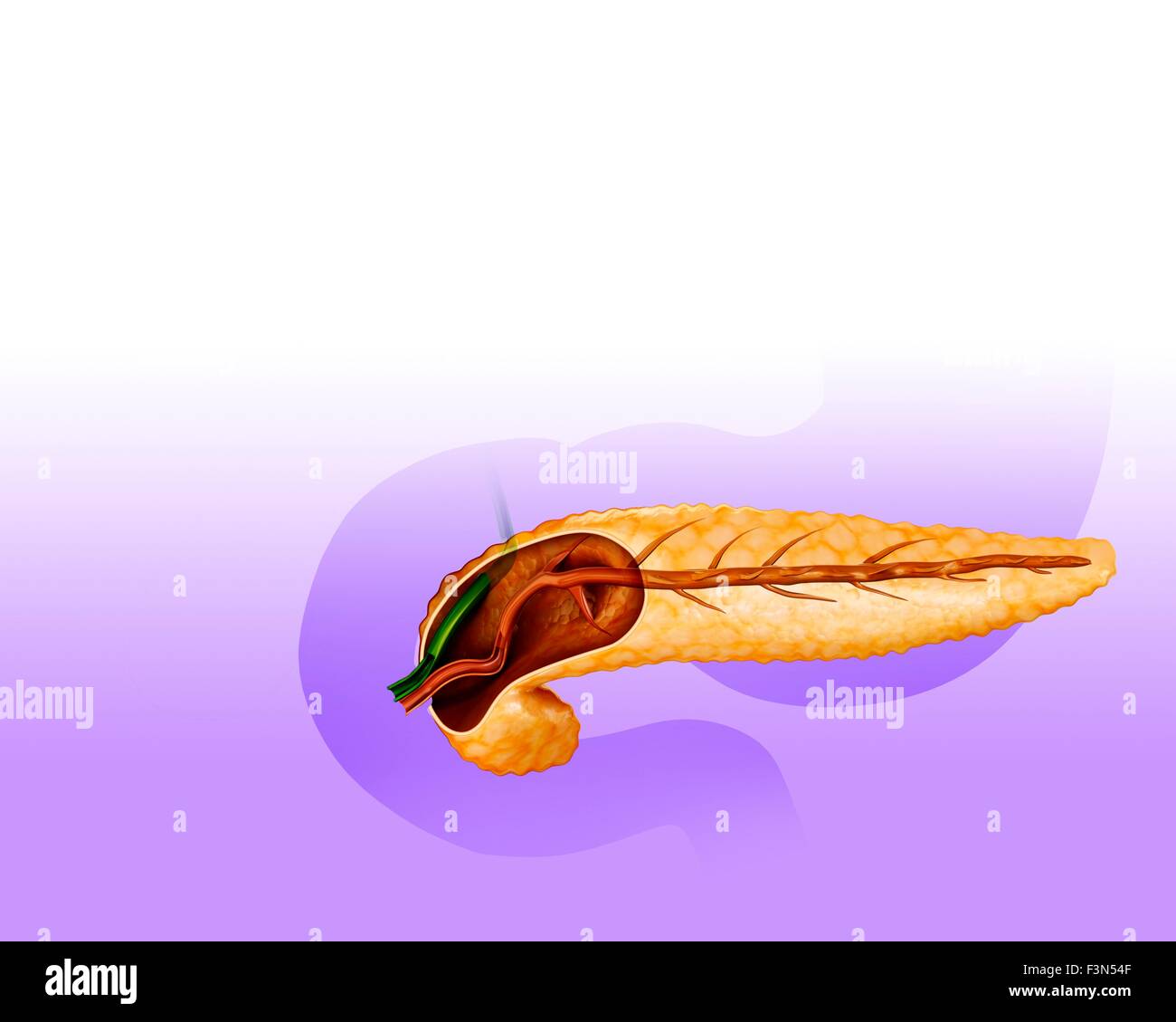 Cross section of pancreas, illustration Stock Photo - Alamy