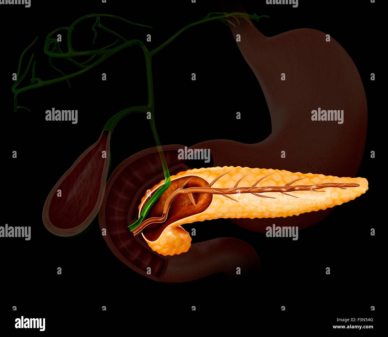 Cross section of pancreas, illustration Stock Photo - Alamy