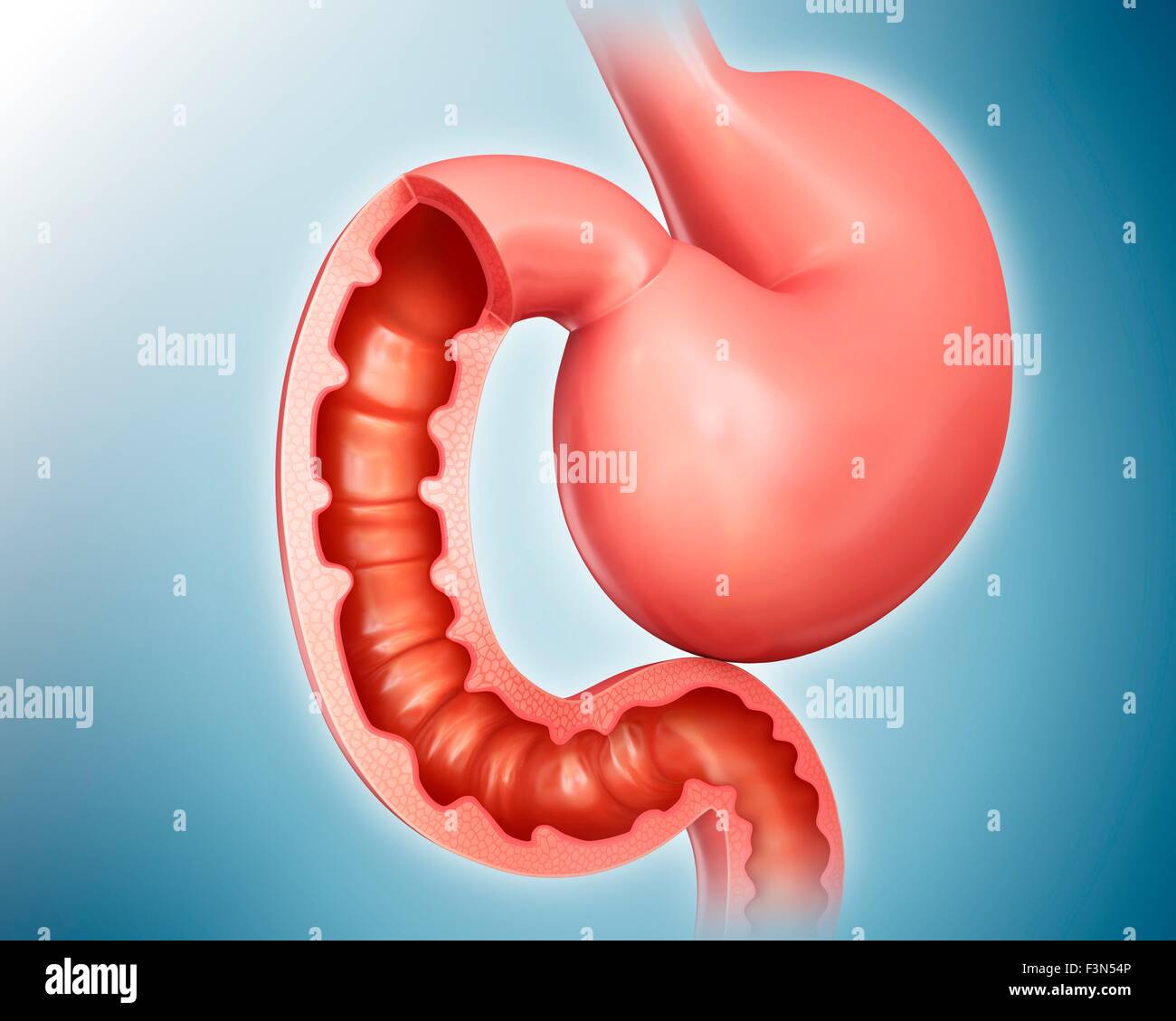 Small intestine and stomach, illustration Stock Photo - Alamy