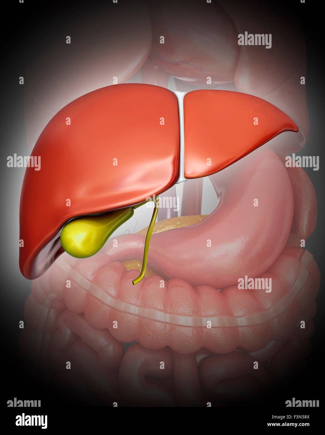 Liver and gall bladder, illustration Stock Photo - Alamy