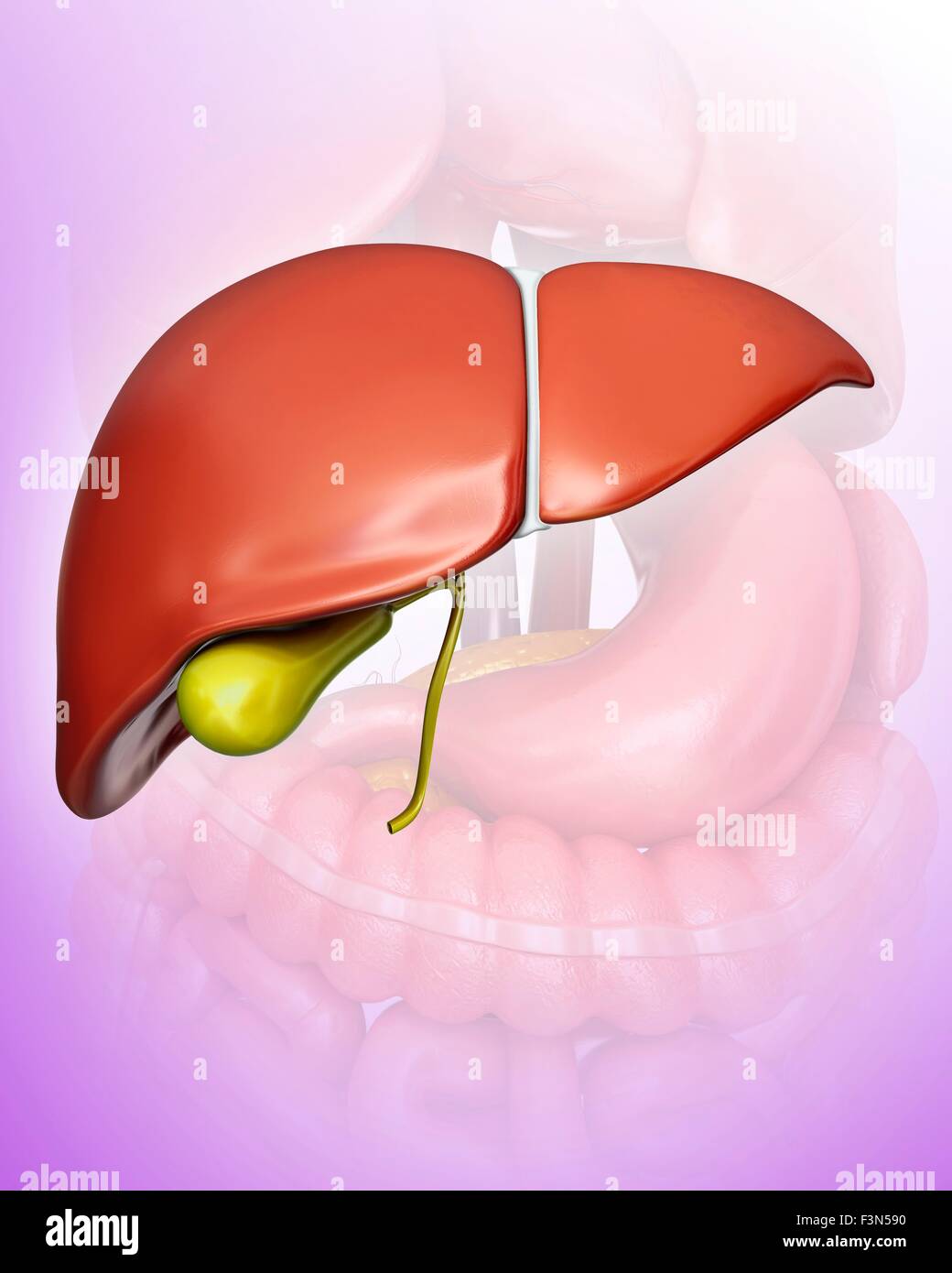 Liver and gall bladder, illustration Stock Photo - Alamy