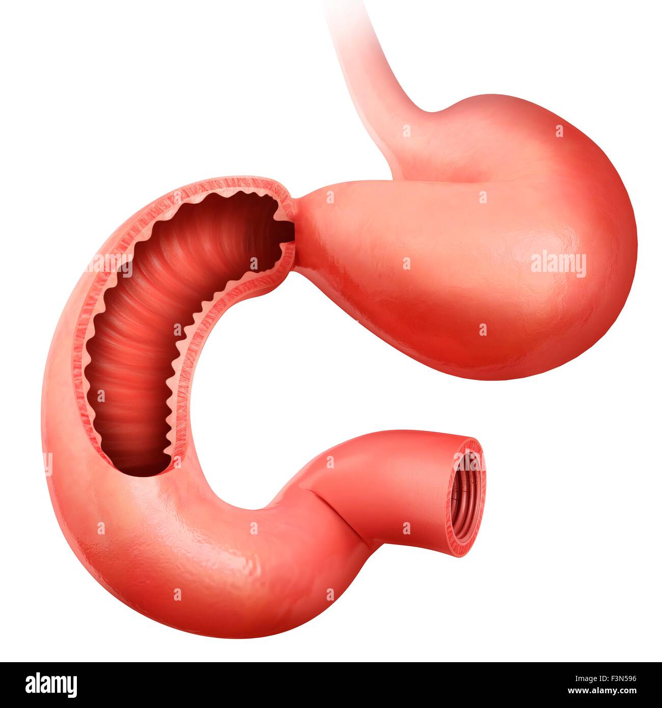 Cross section of small intestine hi-res stock photography and images ...