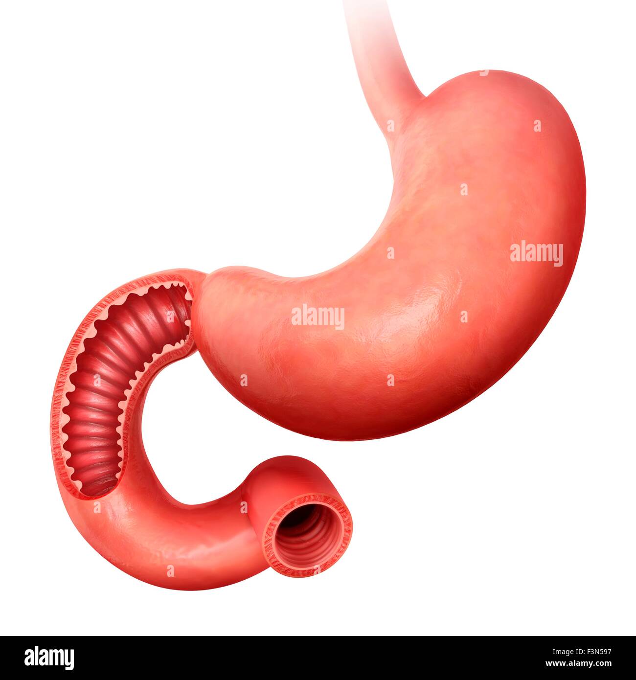 Small intestine cross section Cut Out Stock Images & Pictures - Alamy