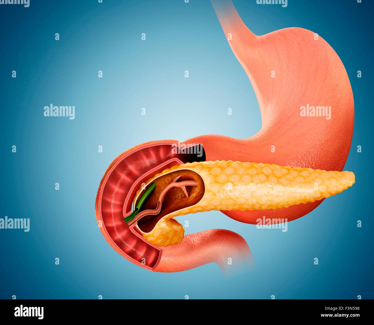 Cross section of pancreas, illustration Stock Photo - Alamy