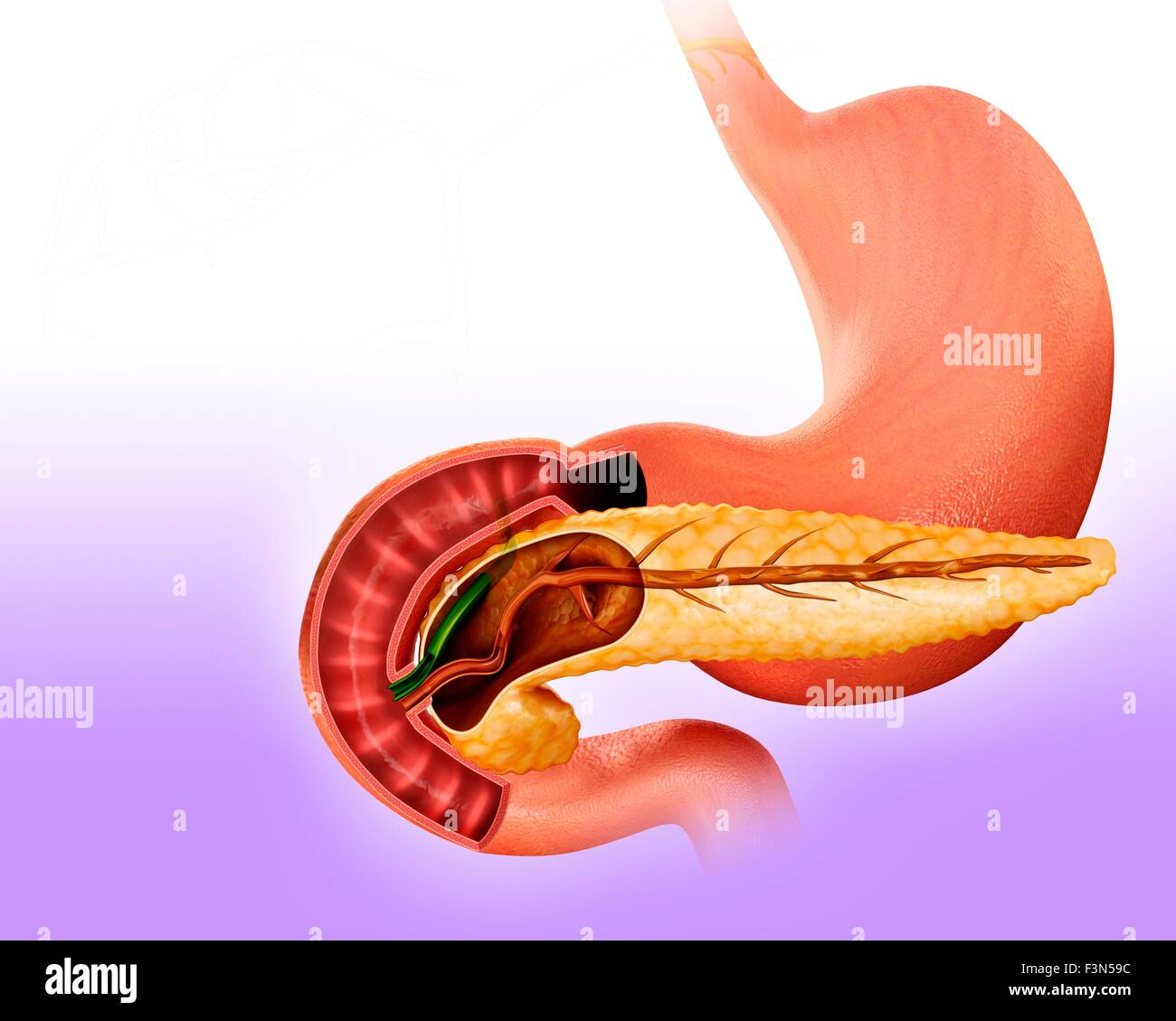 Cross section of pancreas hi-res stock photography and images - Alamy