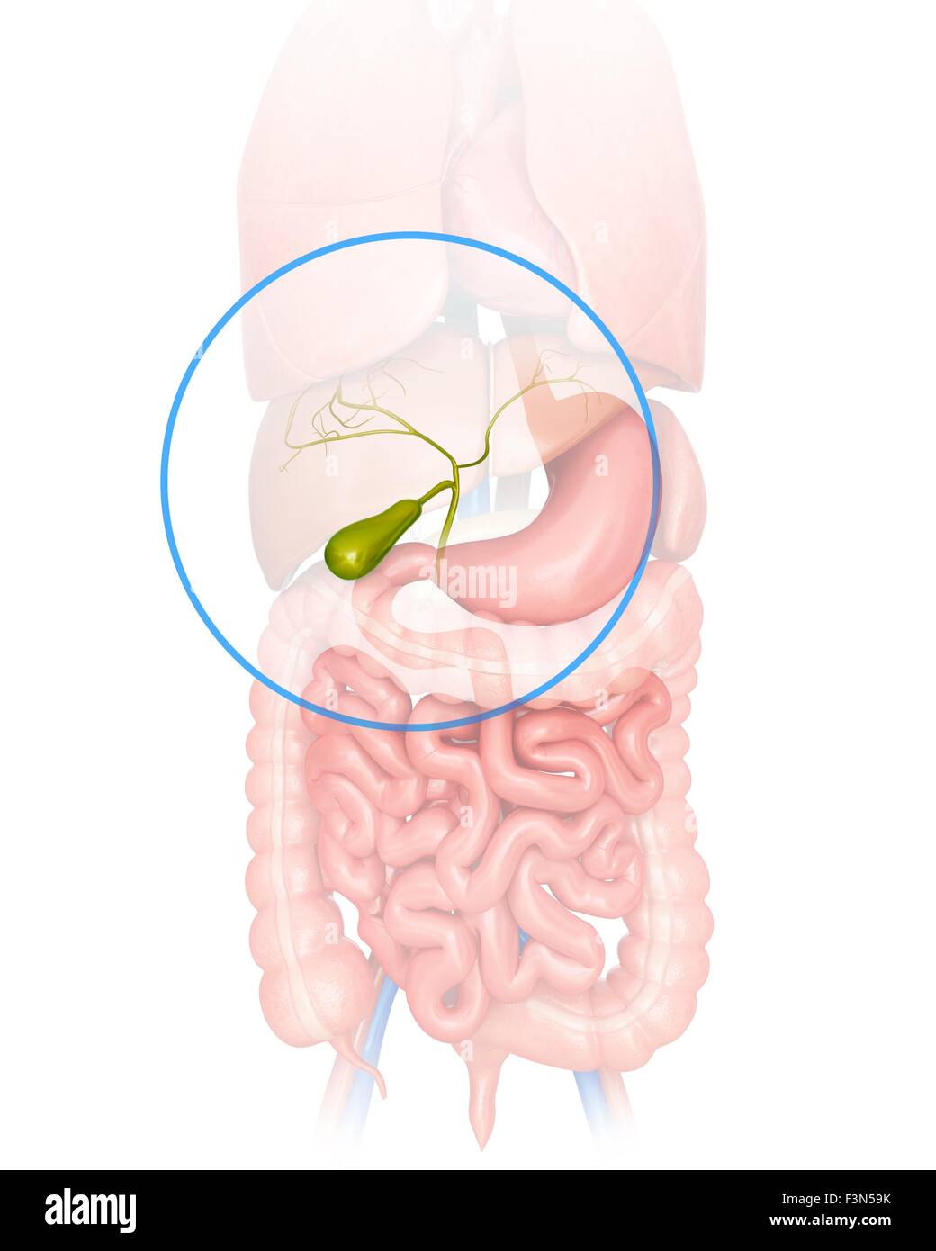 Gall bladder Cut Out Stock Images & Pictures - Alamy