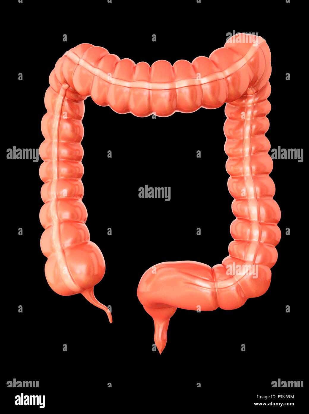 Large intestine black background hi-res stock photography and images ...