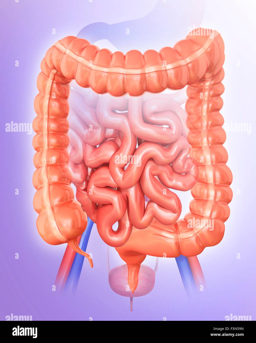 Small and large intestine hi-res stock photography and images - Alamy