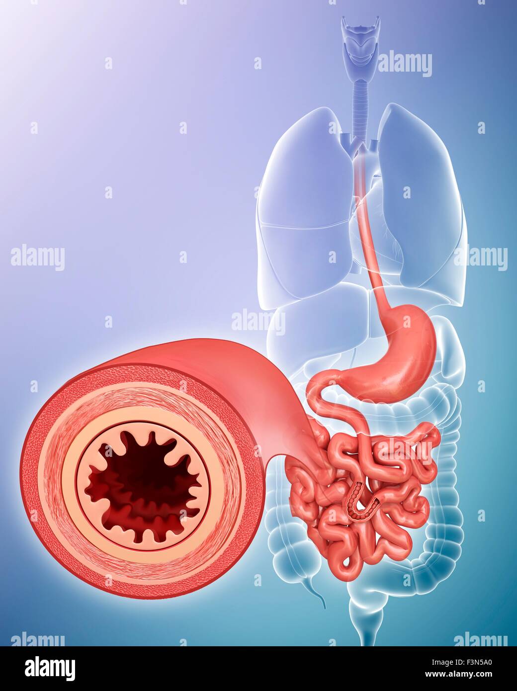 Intestinal wall, illustration Stock Photo - Alamy