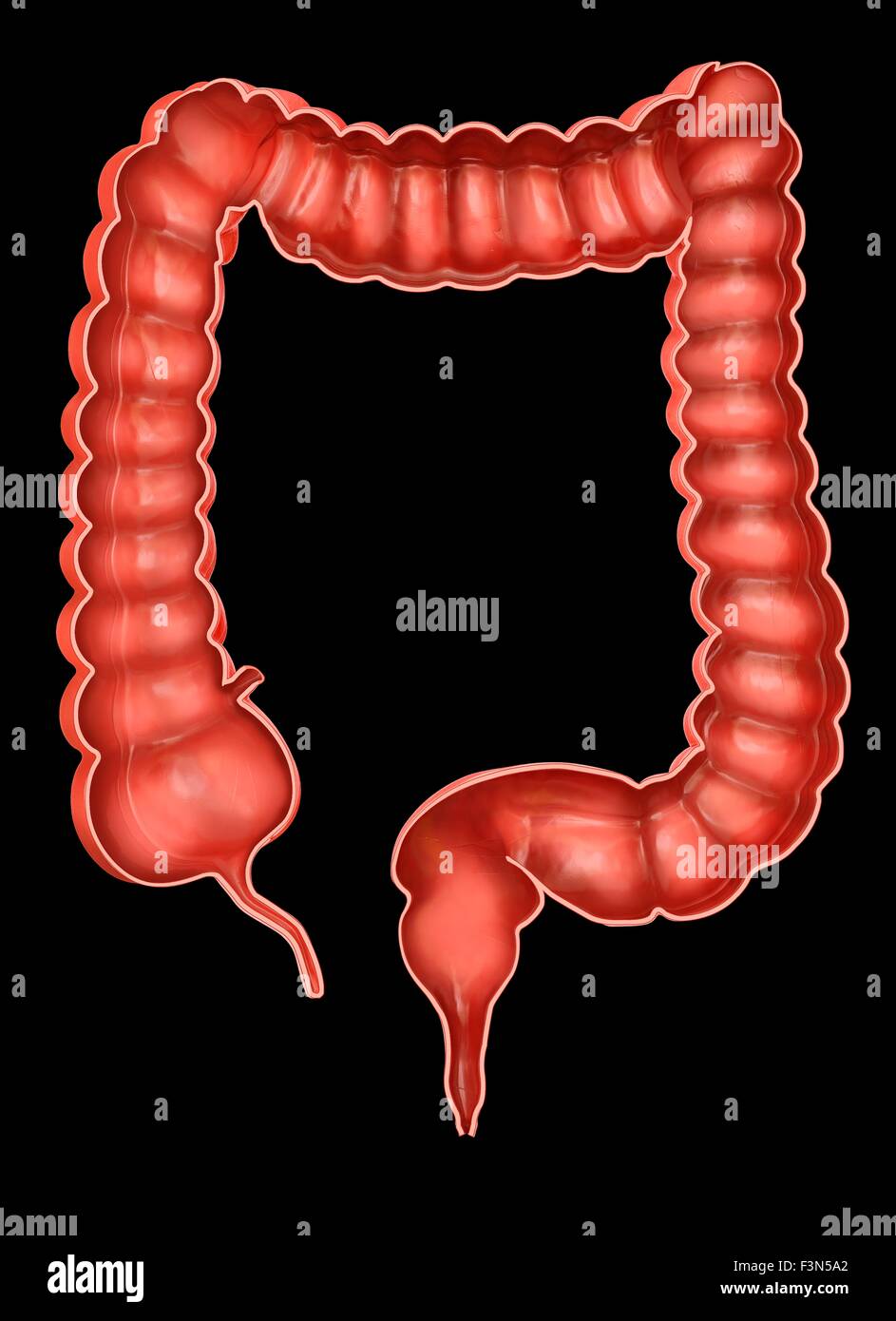 Large intestine, illustration Stock Photo - Alamy