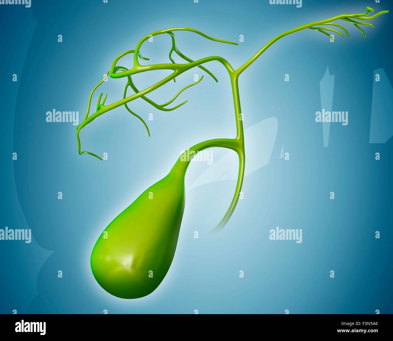 Human gall bladder, illustration Stock Photo - Alamy